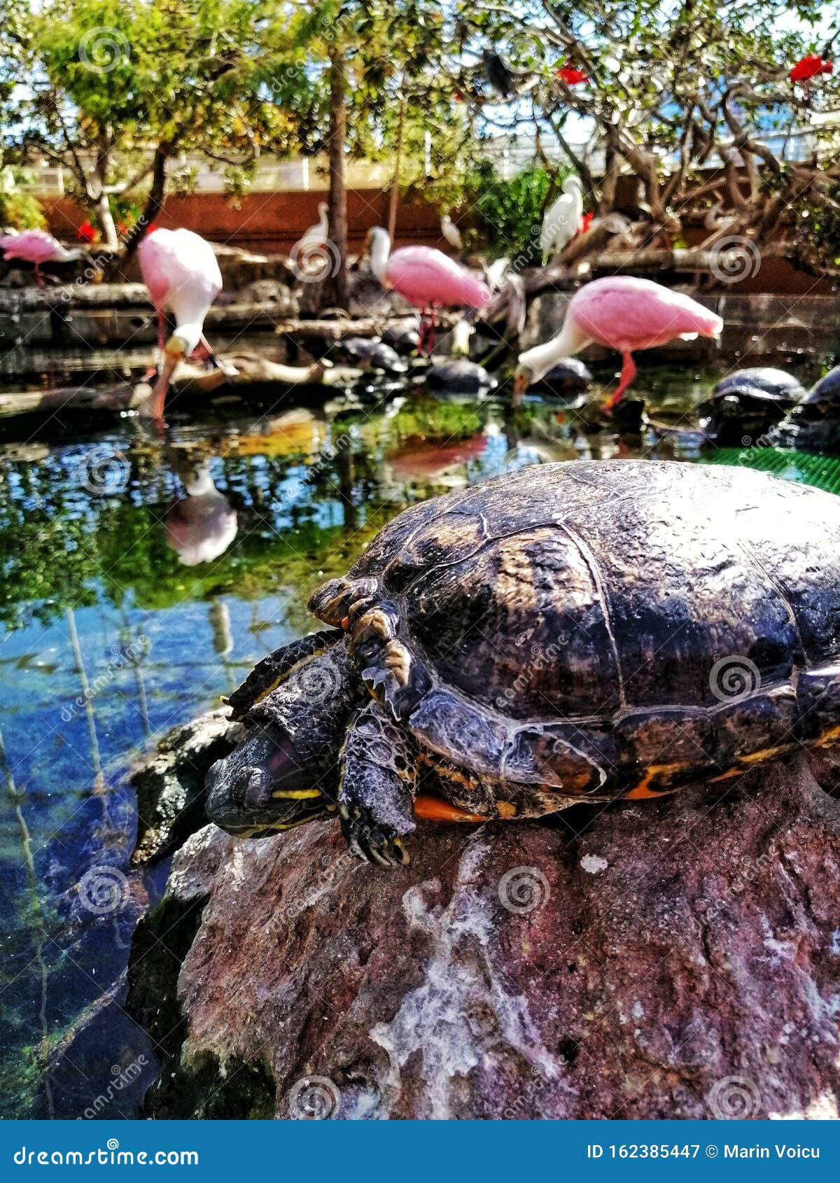 The fast turtle stock image. Image of water, acvarium - 162385447