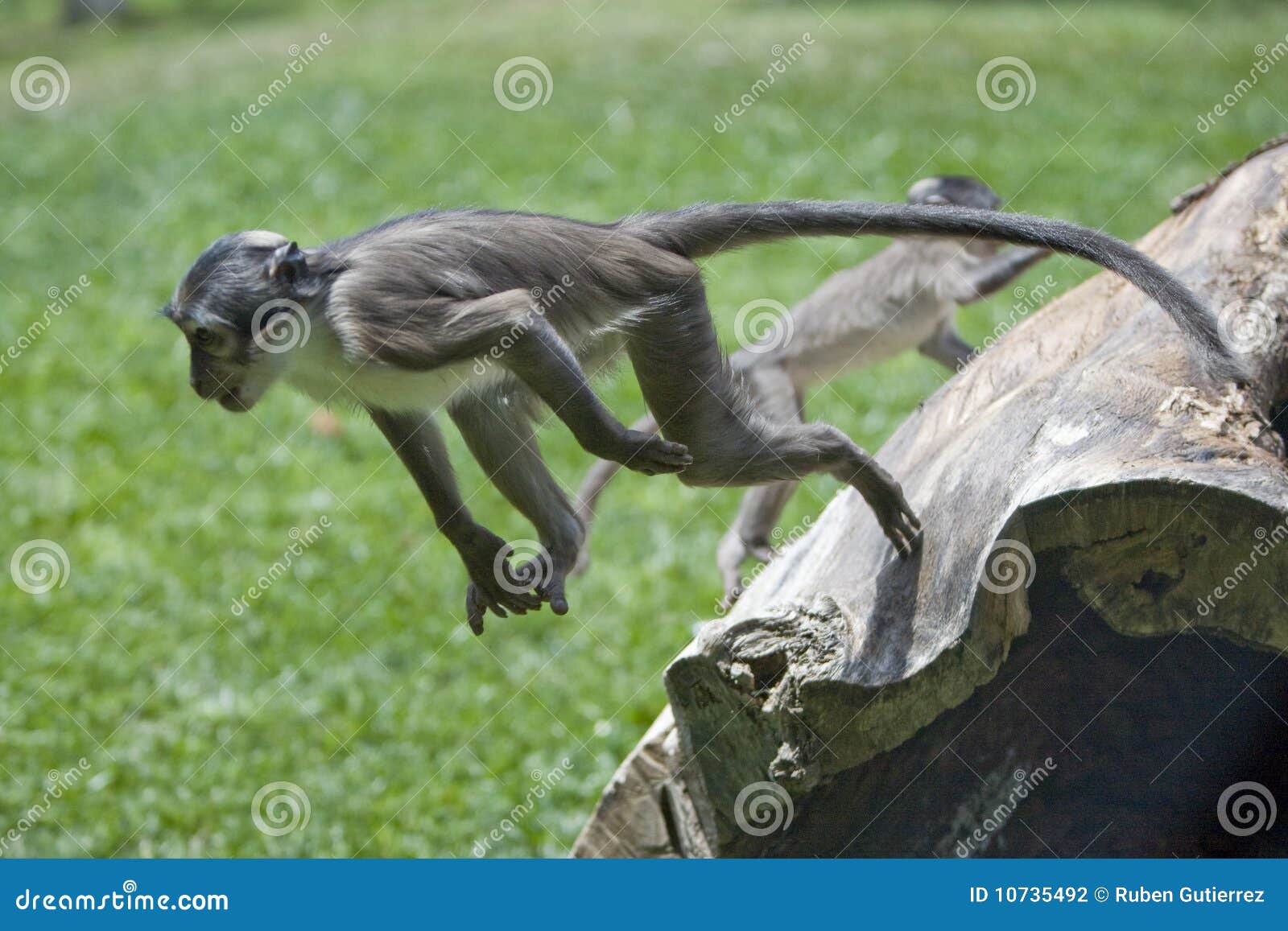 Fastest monkey stock photo. Image of park, nature, wild - 10735492