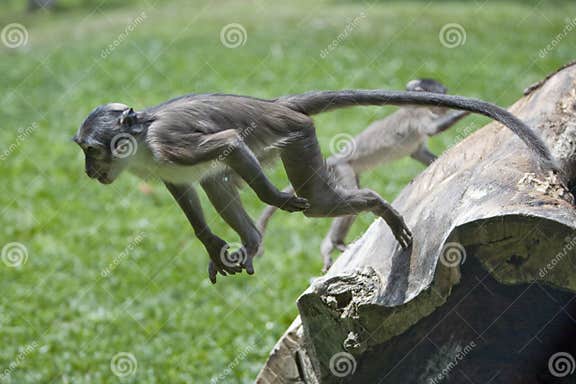 Fastest monkey stock photo. Image of park, nature, wild - 10735492