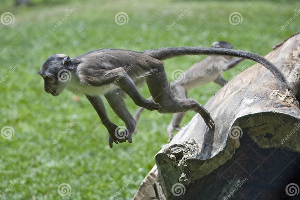 Fastest monkey stock photo. Image of park, nature, wild - 10735492