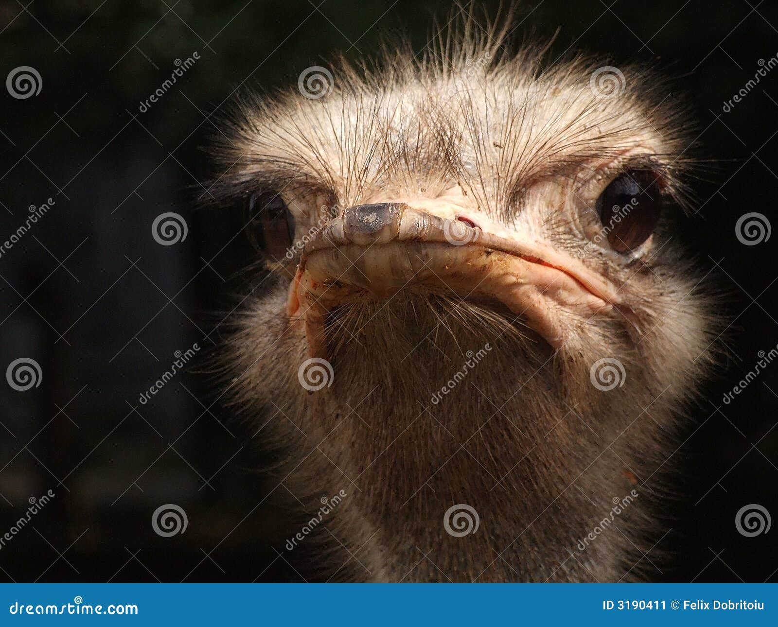 Fastidious stock image. Image of black, curious, fastidious - 3190411