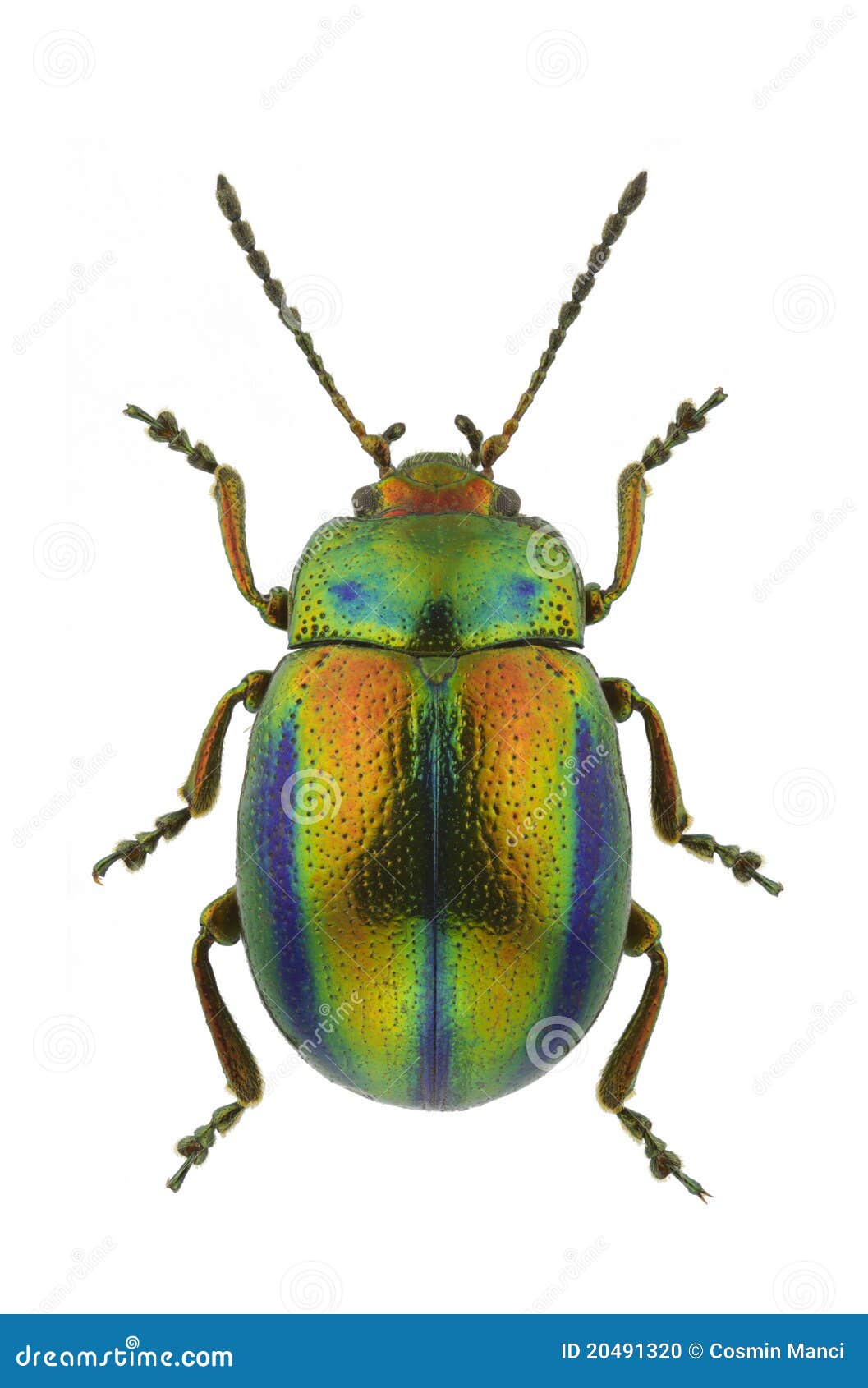 Fastuosa di Chrysolina fotografia stock. Immagine di selvaggio - 20491320