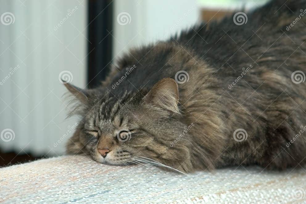 Fat Ali Cat stock photo. Image of sleep, friend, lazy, sleeping - 3386