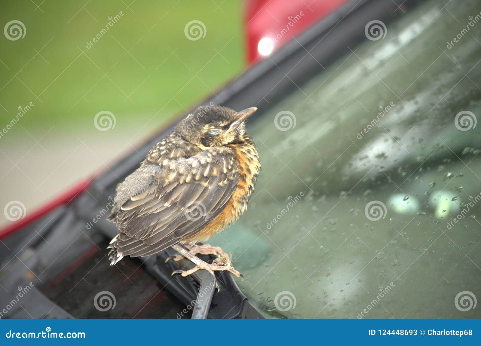 Fat Baby robin stock image. Image of baby, robin, learning - 124448693