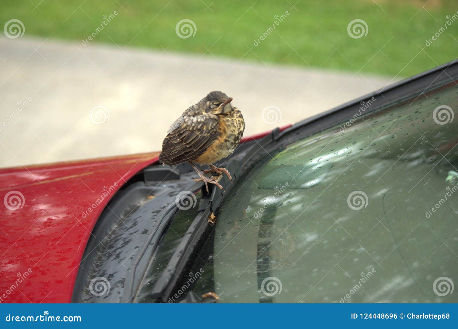 Fat Baby robin stock photo. Image of wildlife, bird - 124448696