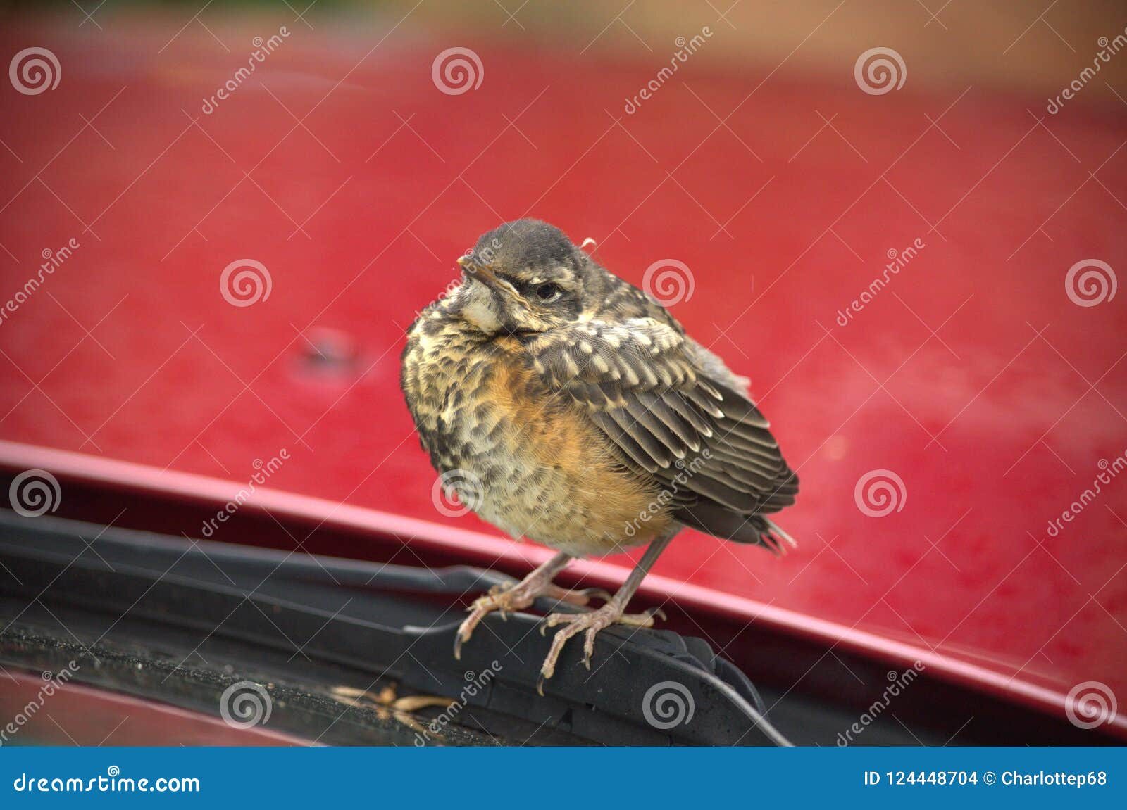 Fat Baby robin stock photo. Image of robin, nature, downy - 124448704