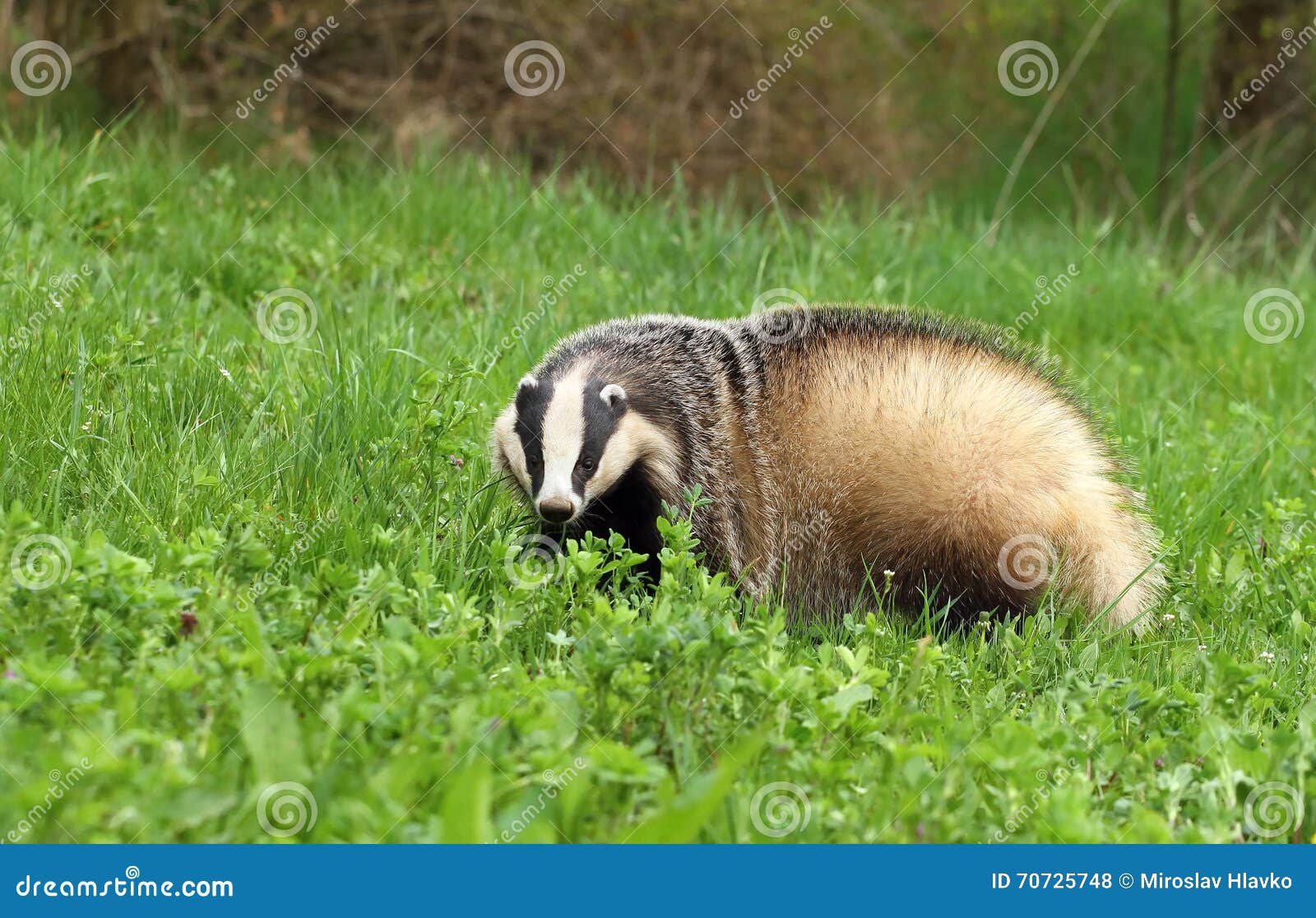 Fat badger in spring stock photo. Image of animal, tree - 70725748