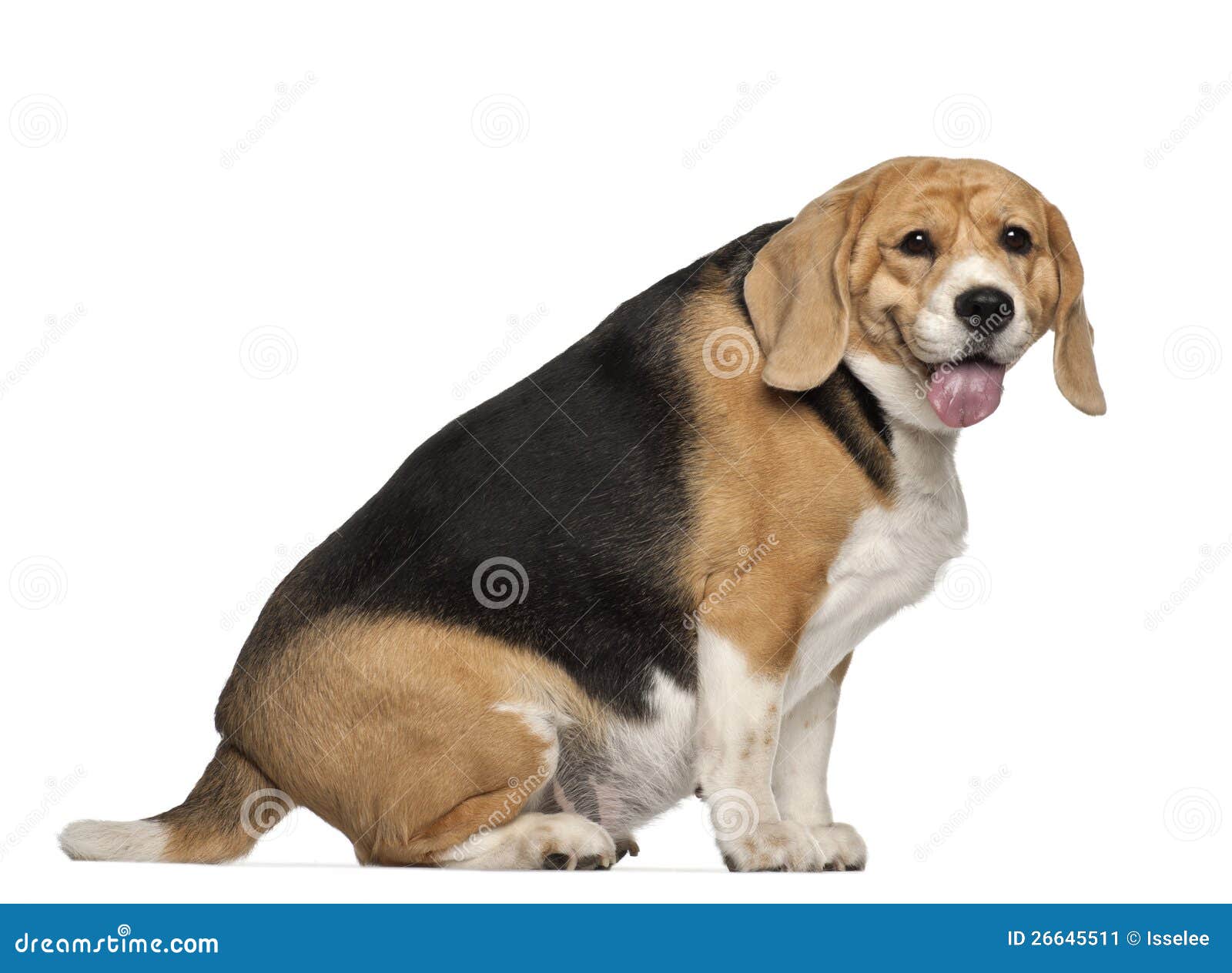 How Much Should A 3 Year Old Beagle Weight