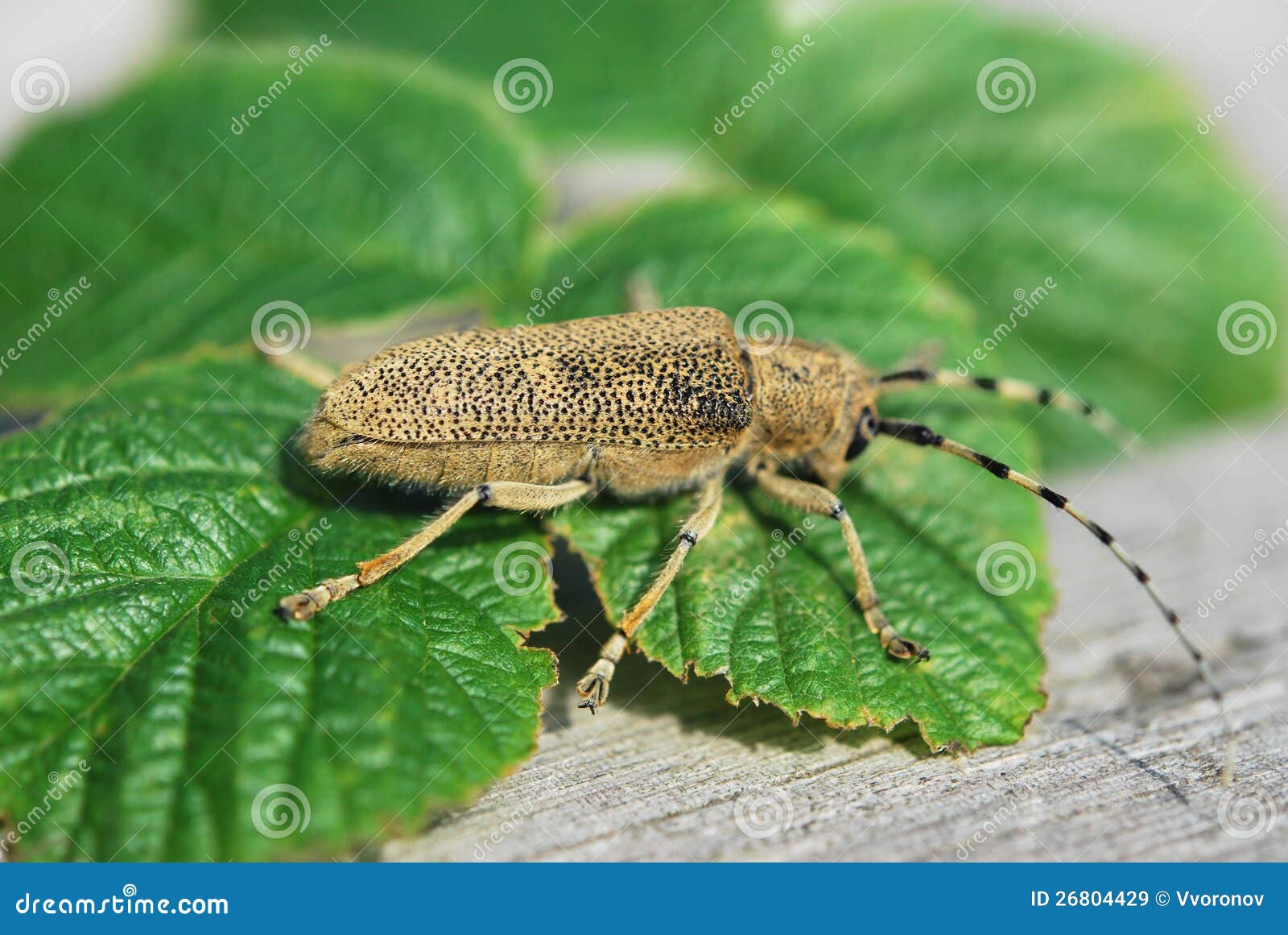 Fat Beetle stock image. Image of wings, green, vermin - 26804429
