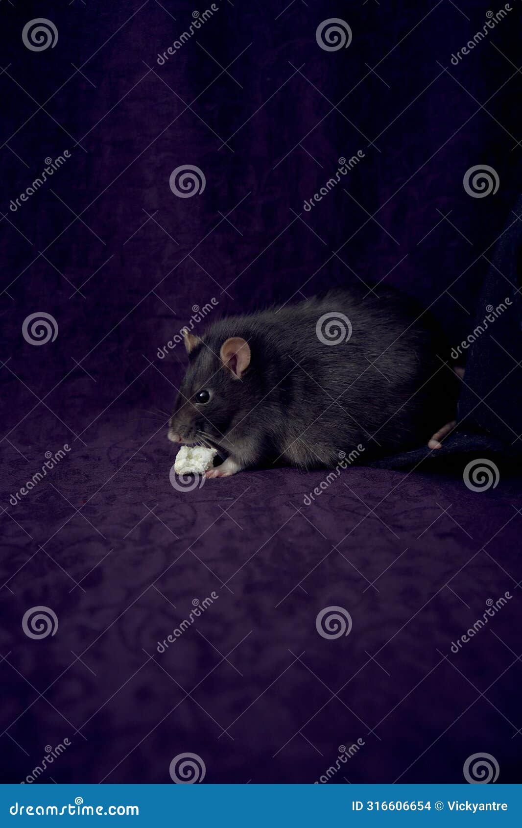 A Fat Berkshire Standard Rat Eats Popcorn Stock Photo - Image of ...