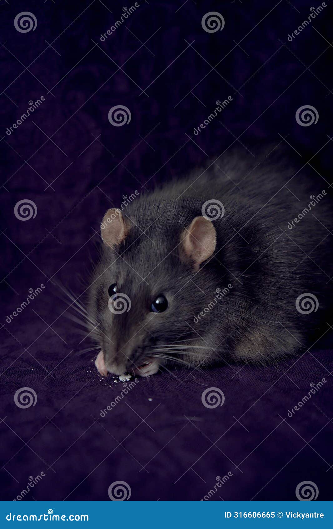 A Fat Berkshire Standard Rat Eats Popcorn Stock Image - Image of home ...