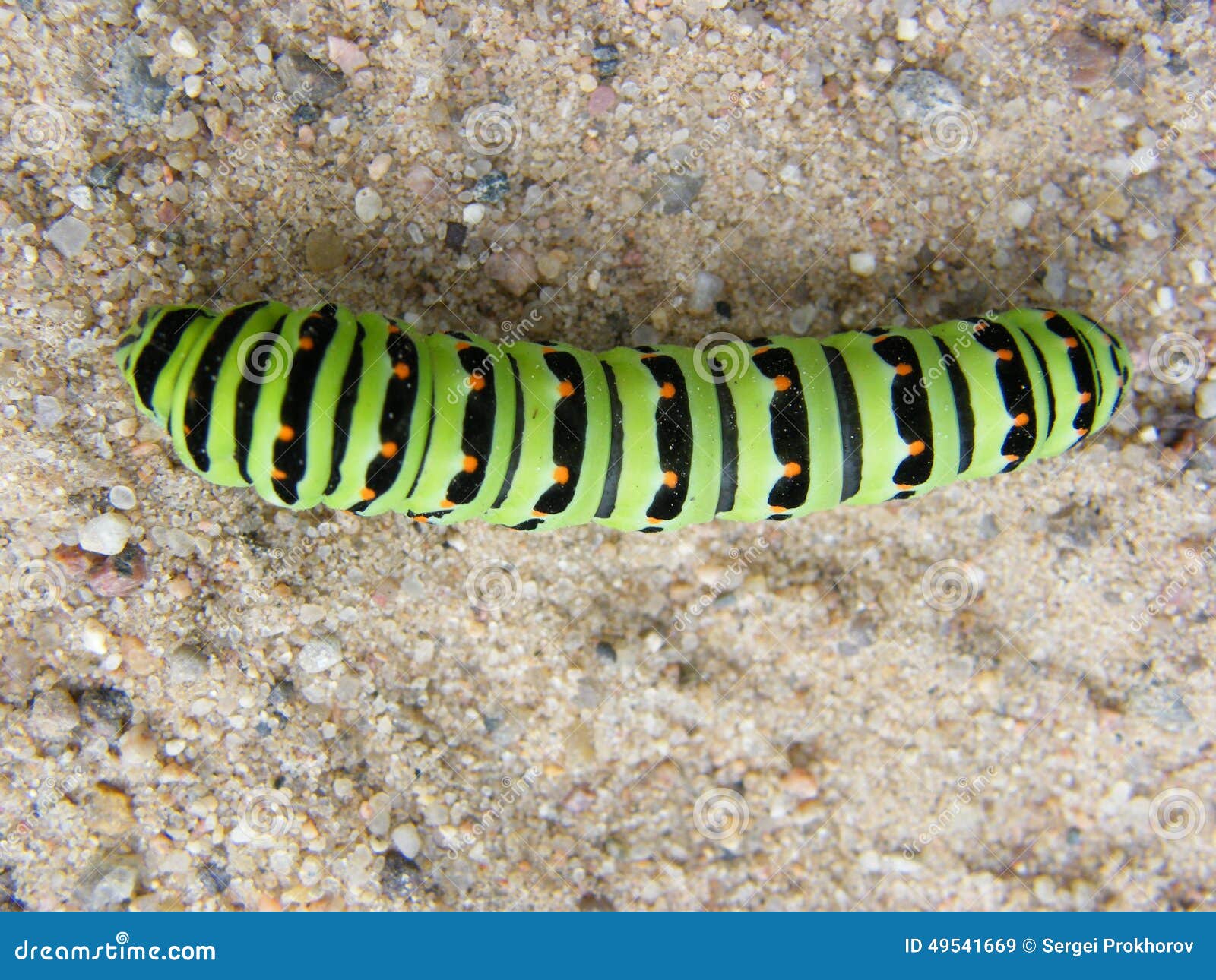 A fat big larva stock image. Image of wool, stripes, larva - 49541669