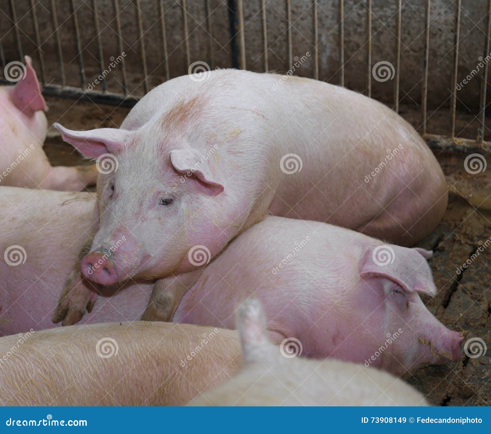 Fat and Big Pig Leaning Over the Back of Another Pig Stock Image ...