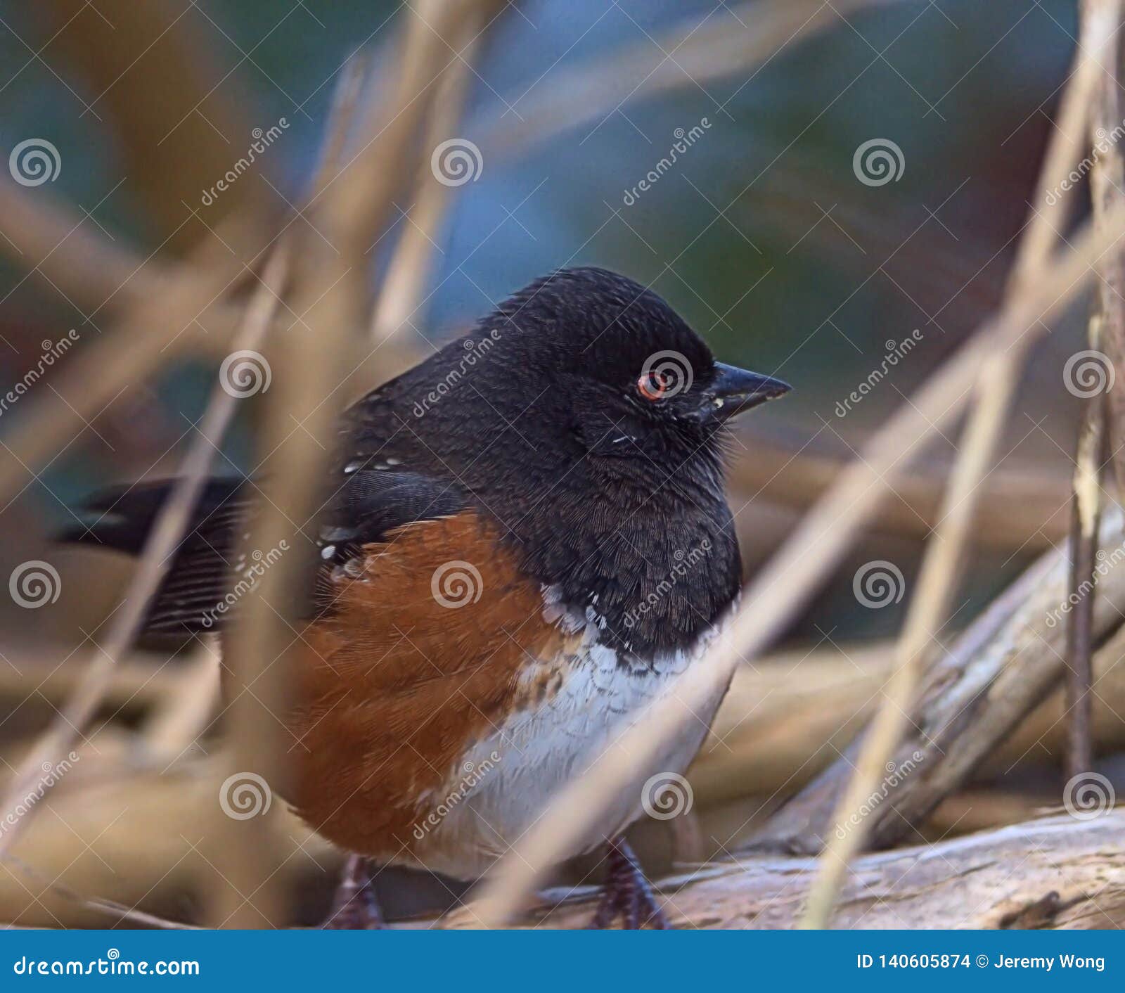 A fat bird standing alone stock photo. Image of group - 140605874