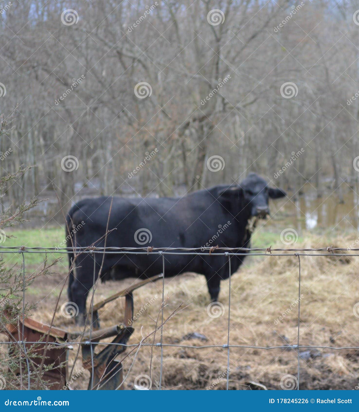 Fat black cow farm stock photo. Image of field, farm - 178245226