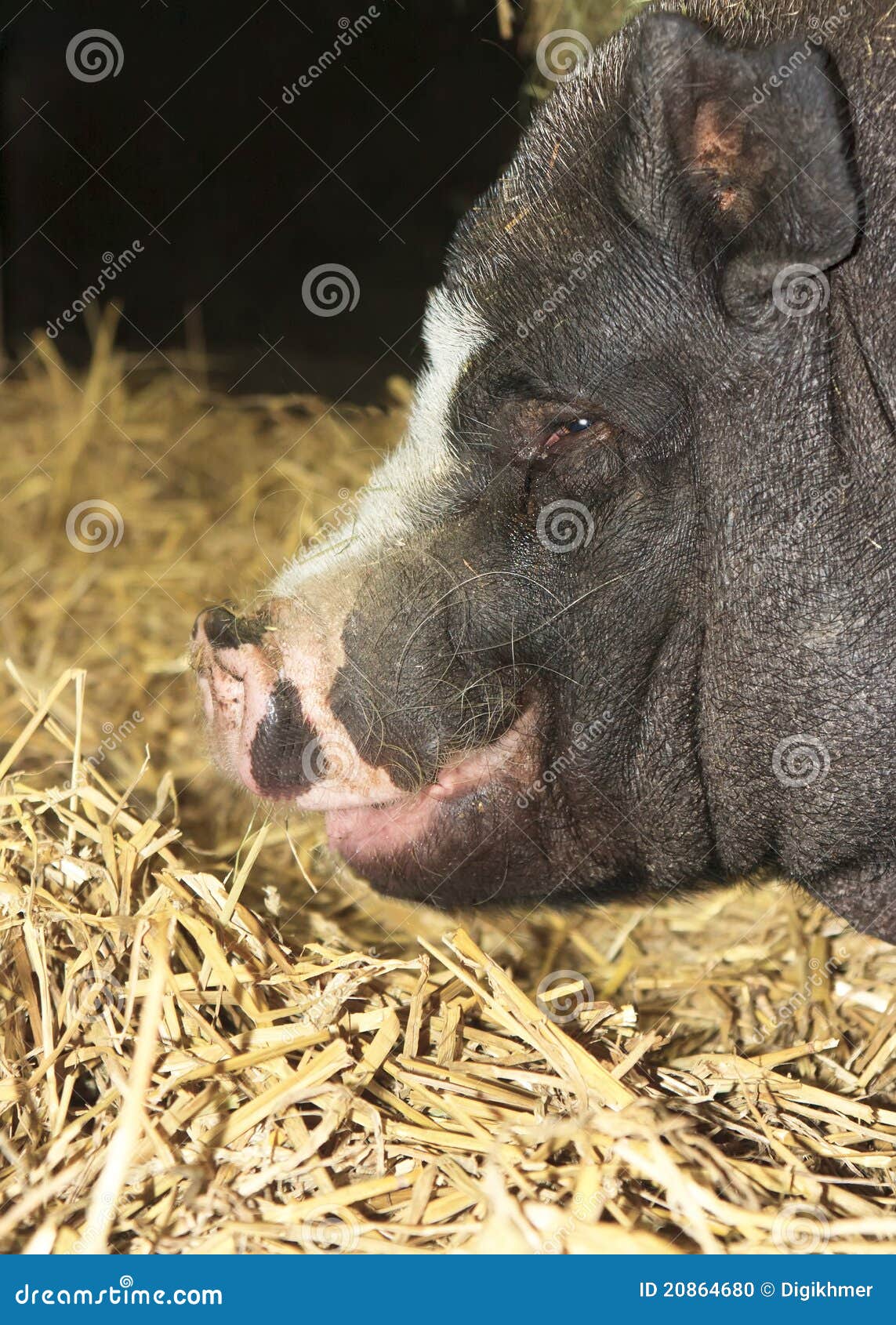 Fat Black Pig Portrait stock photo. Image of nose, piglet - 20864680