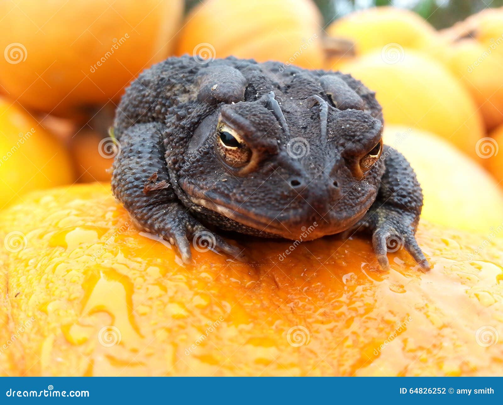 Fat black toad stock photo. Image of warts, toad, pumpkin - 64826252