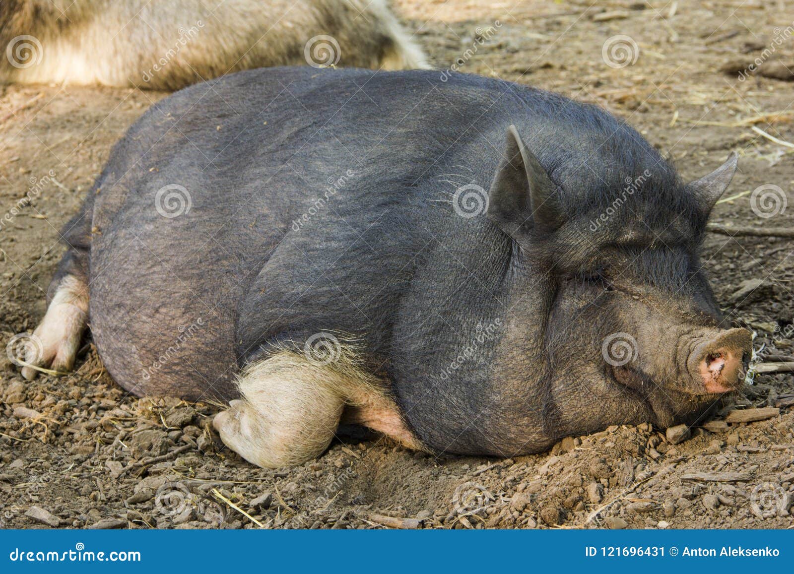 Boar is sleeping stock image. Image of grass, countryside - 121696431