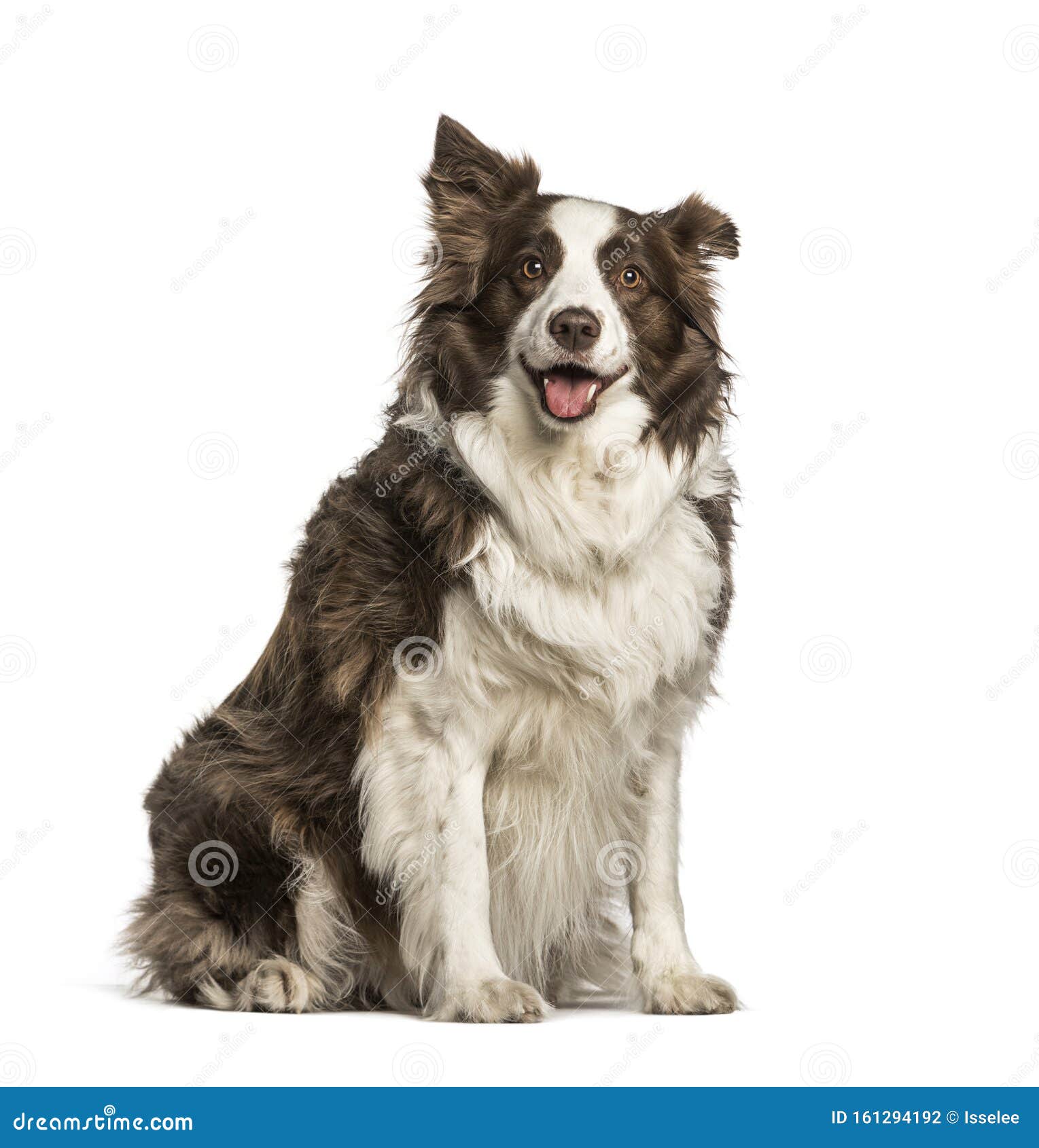 How To Thin Down Overweight Border Collie