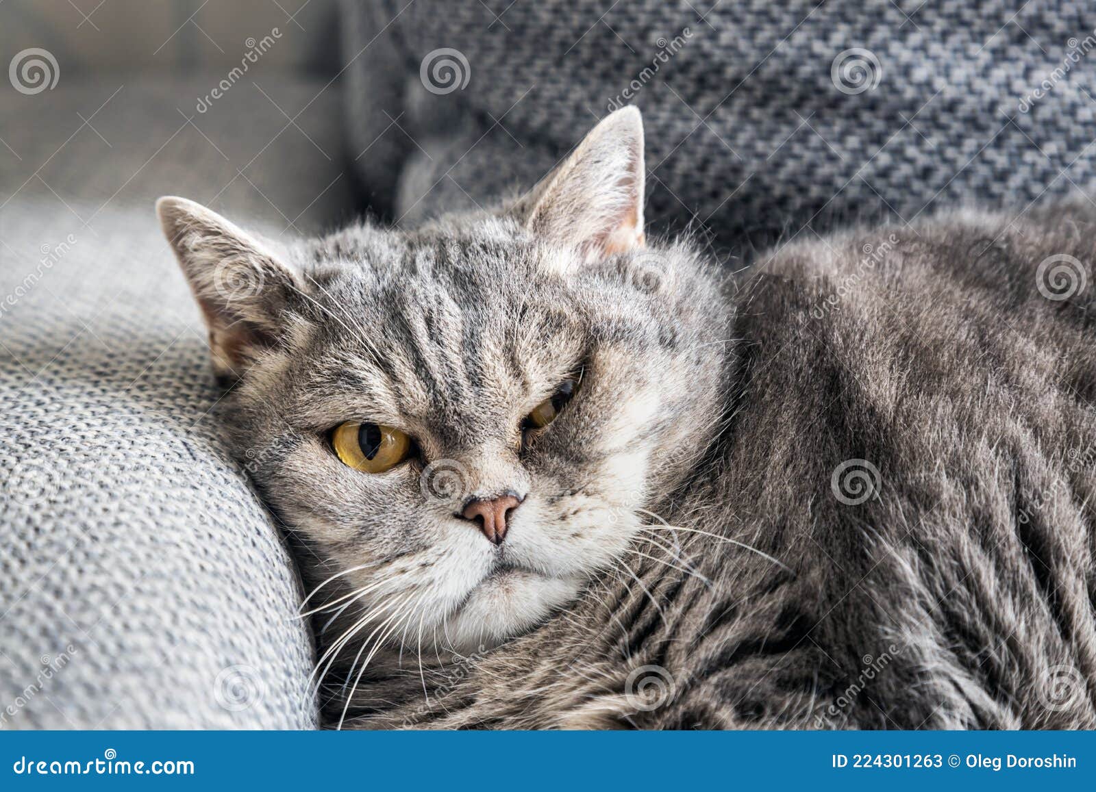 Fat British Cat Lies on the Couch and Takes Stock Image - Image of ...