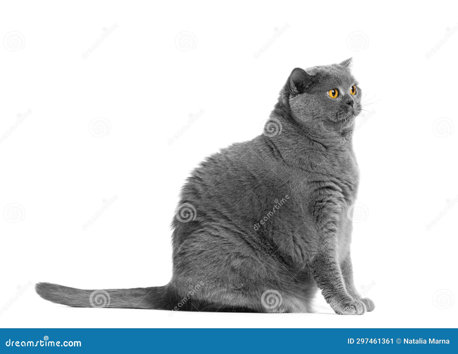 A Fat British Cat Sitting on a White Background and Looks in Surprise ...