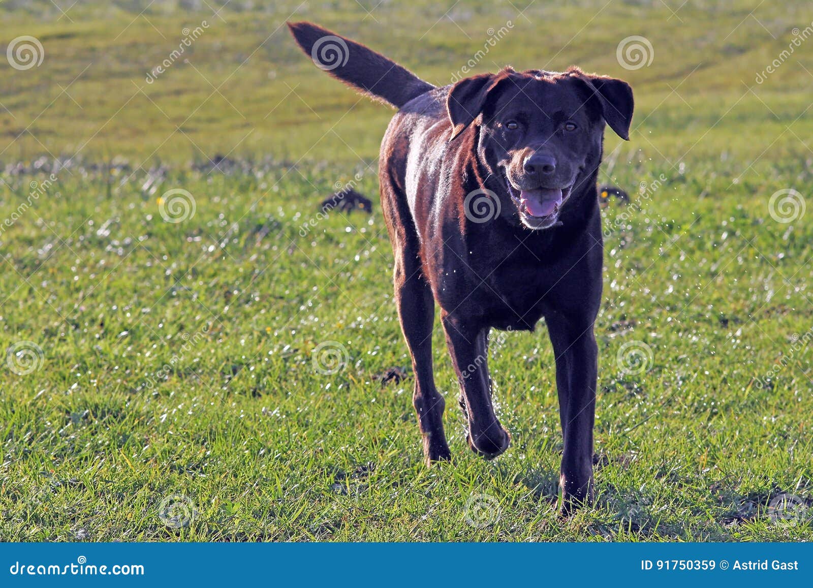 Fat Brown Dog Runs Over the Meadow Stock Image - Image of rope ...