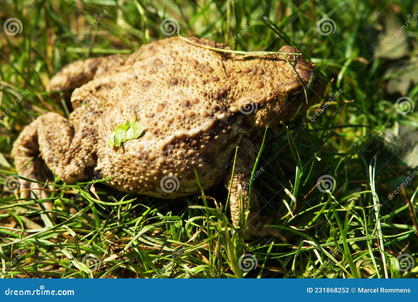 Fat brown frog stock photo. Image of closeup, brown - 231868252