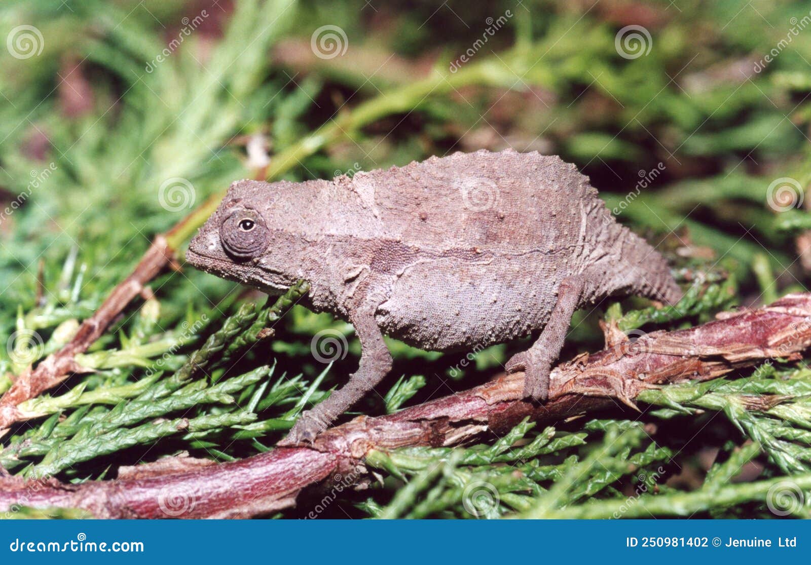 Fat Brown Lizard on a Branch Stock Photo - Image of branch, germany ...