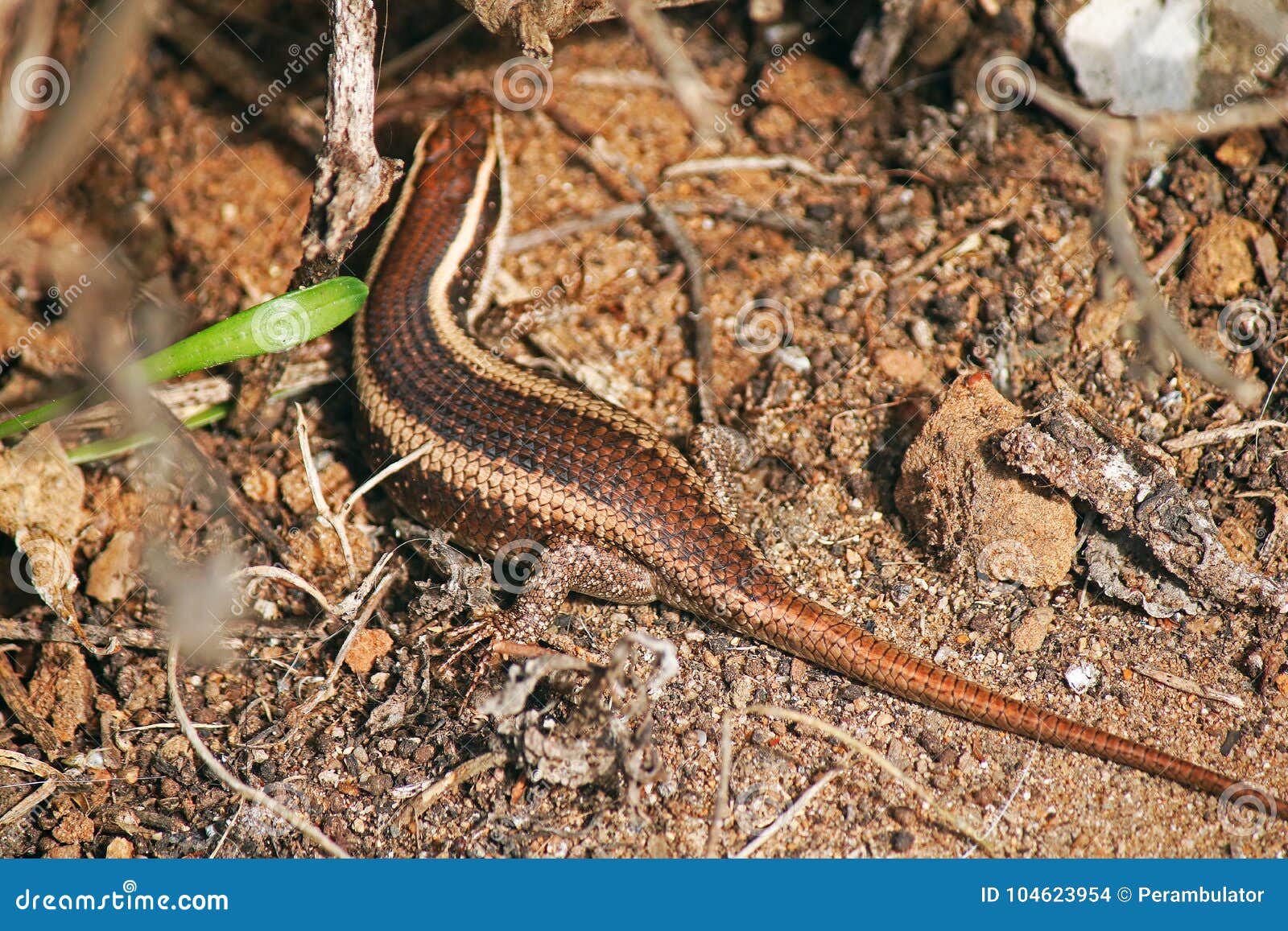 318 Fat Lizard Photos - Free & Royalty-Free Stock Photos from Dreamstime