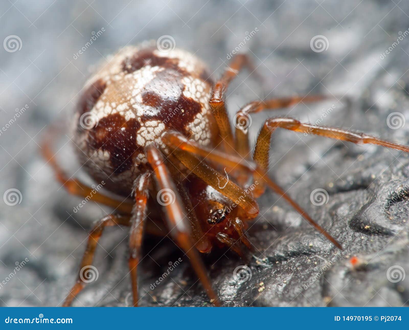 Fat Brown Spider stock image. Image of webs, closeup - 14970195