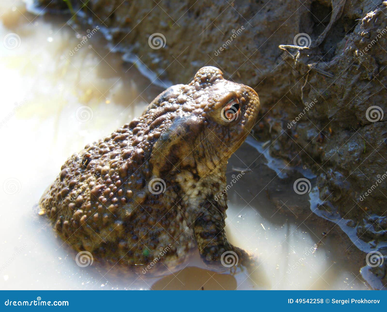 Fat brown toad stock photo. Image of alone, black, colorful - 49542258