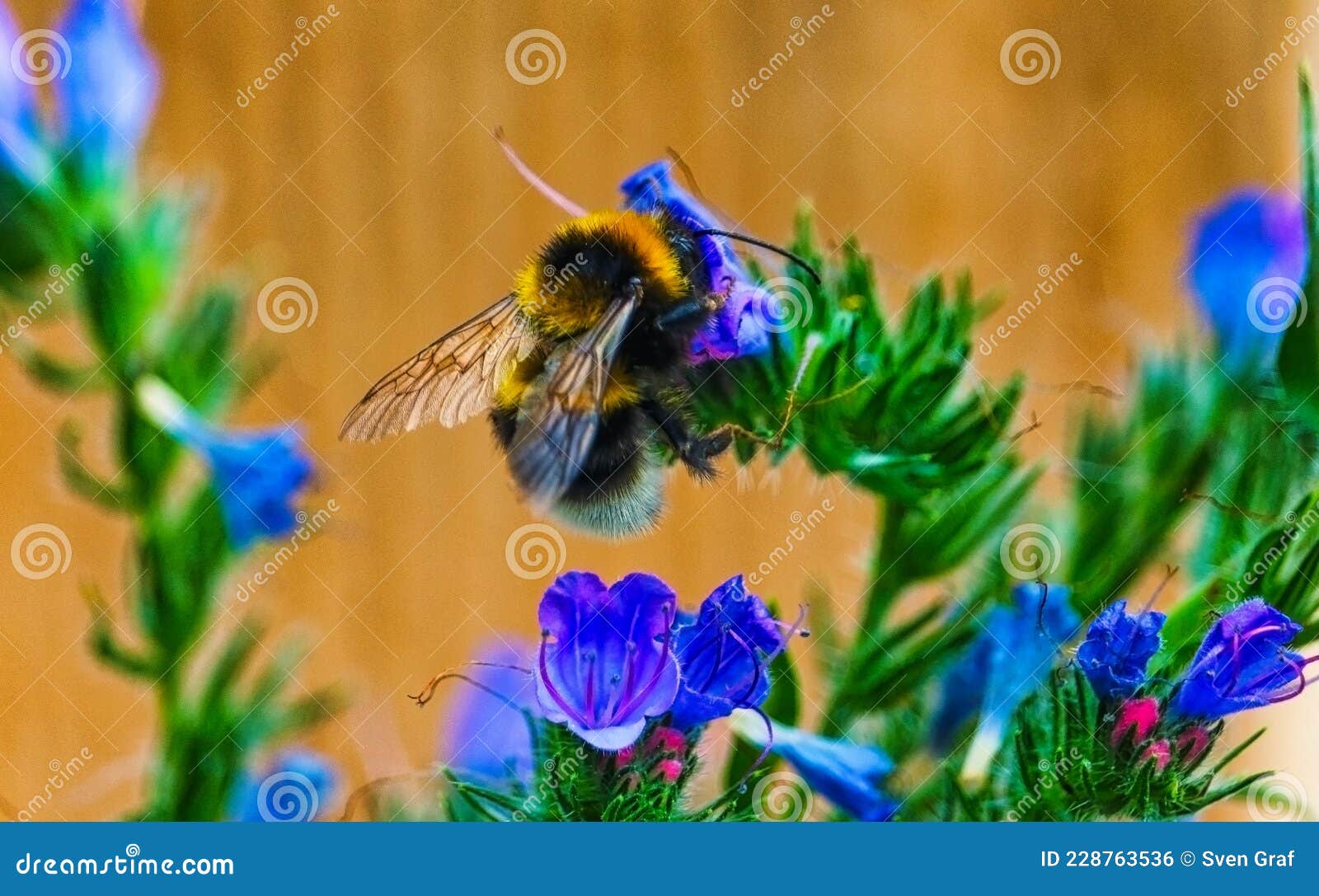 The fat bumblebee stock photo. Image of pollinator, insect - 228763536
