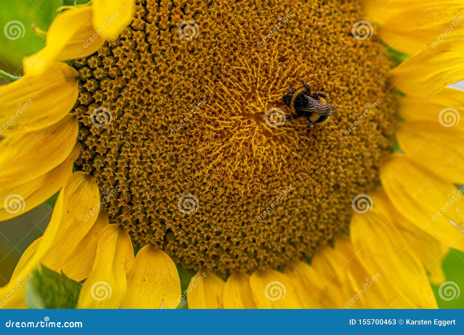 A Fat Bumblebee Sits in the Middle of a Yellow Sunflower Stock Image ...