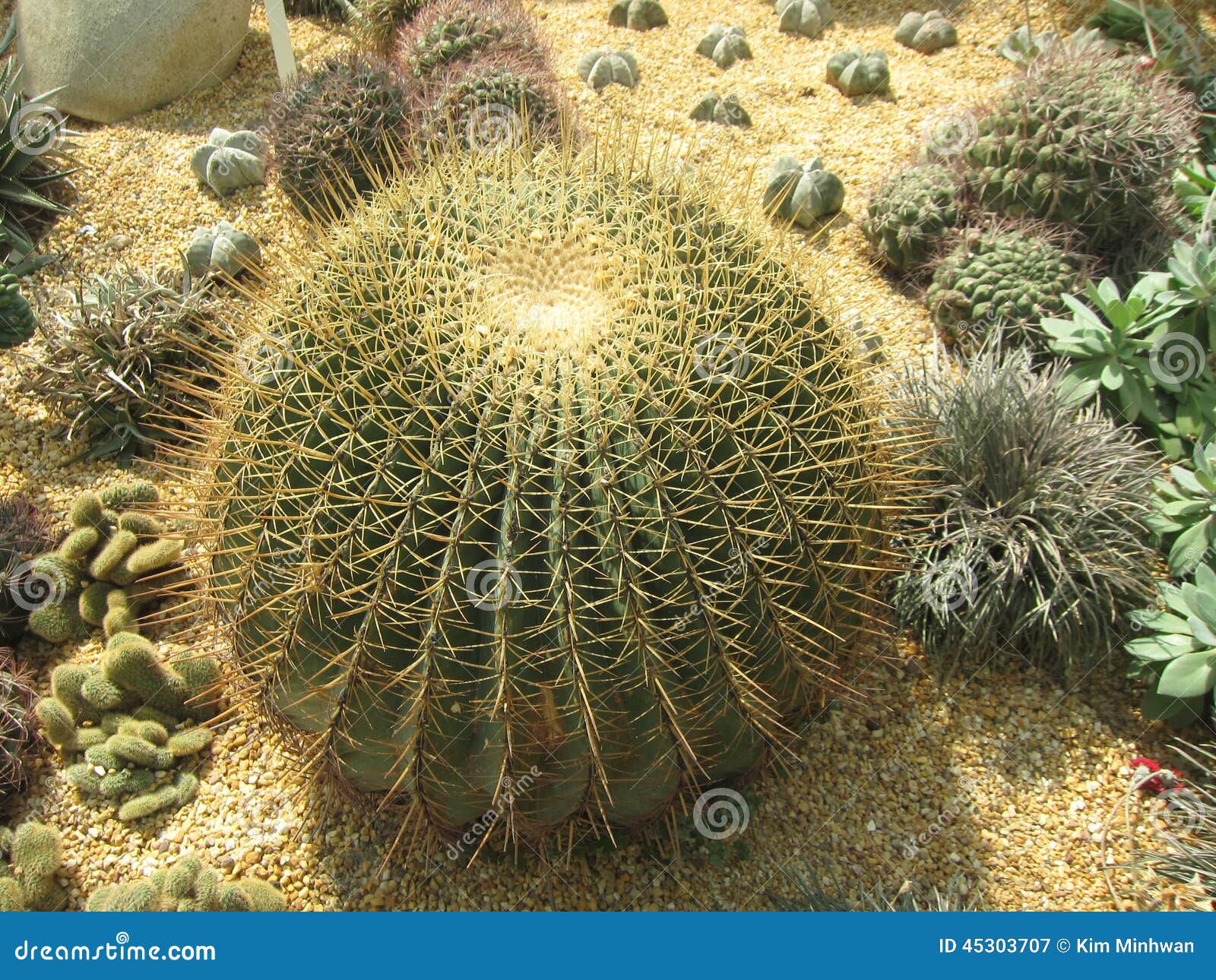 Fat cactus editorial photography. Image of plants, singapore - 45303707