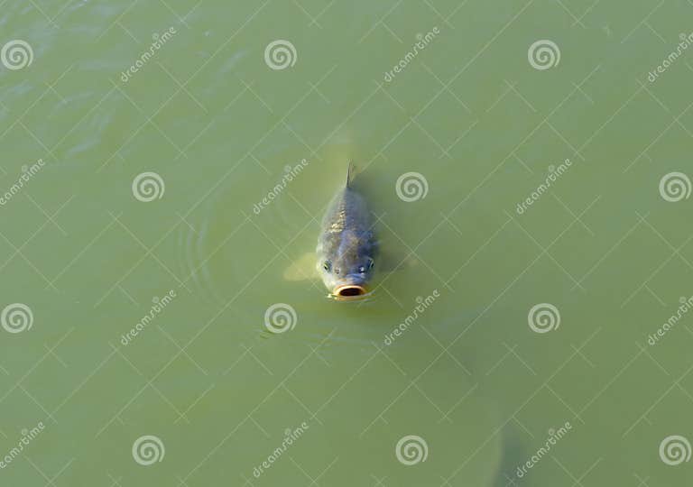 Fat Carp Floating in the Murky Pond Stock Image - Image of yellow ...