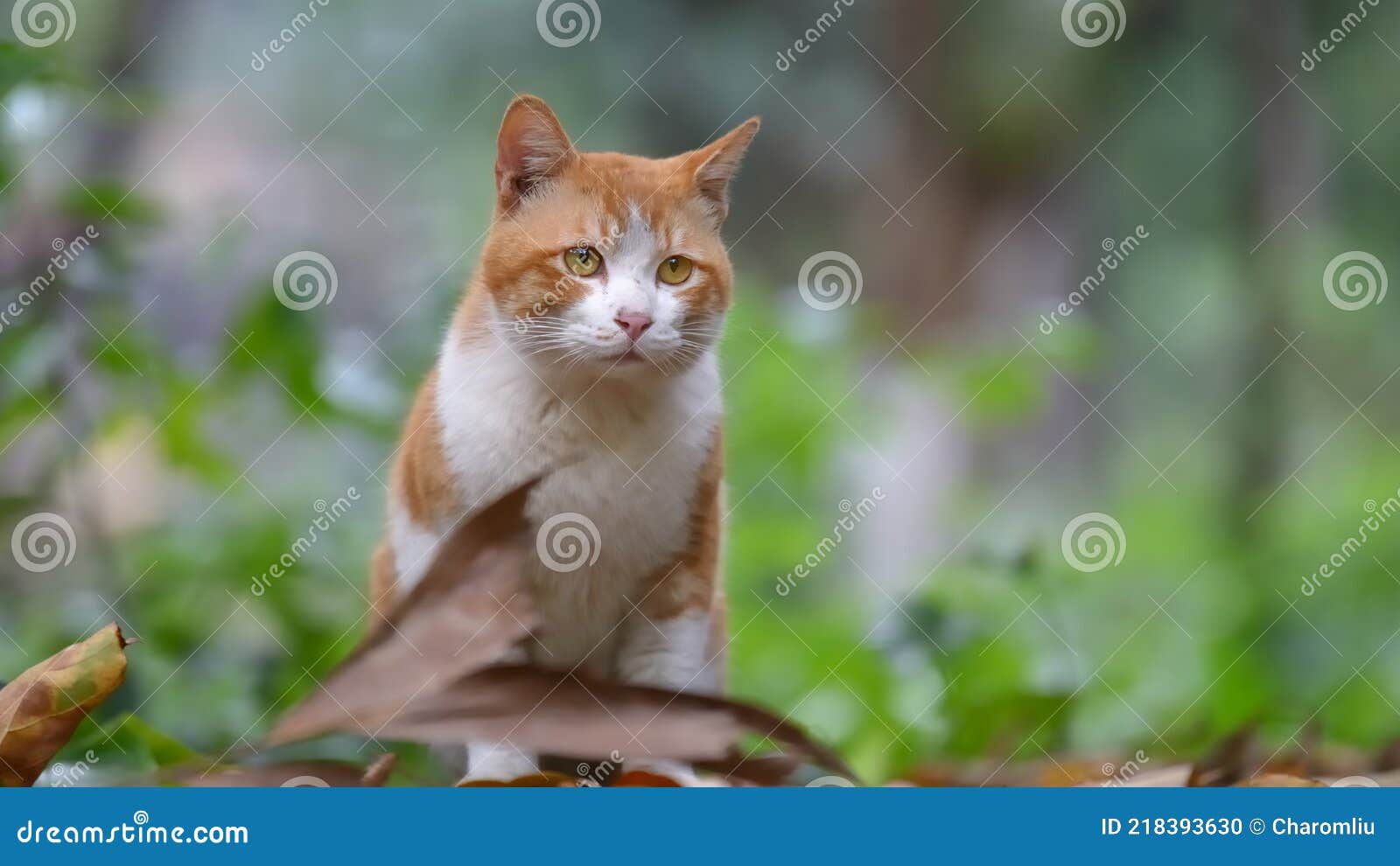 A fat cat stock photo. Image of whiskers, wildcat, plant - 218393630
