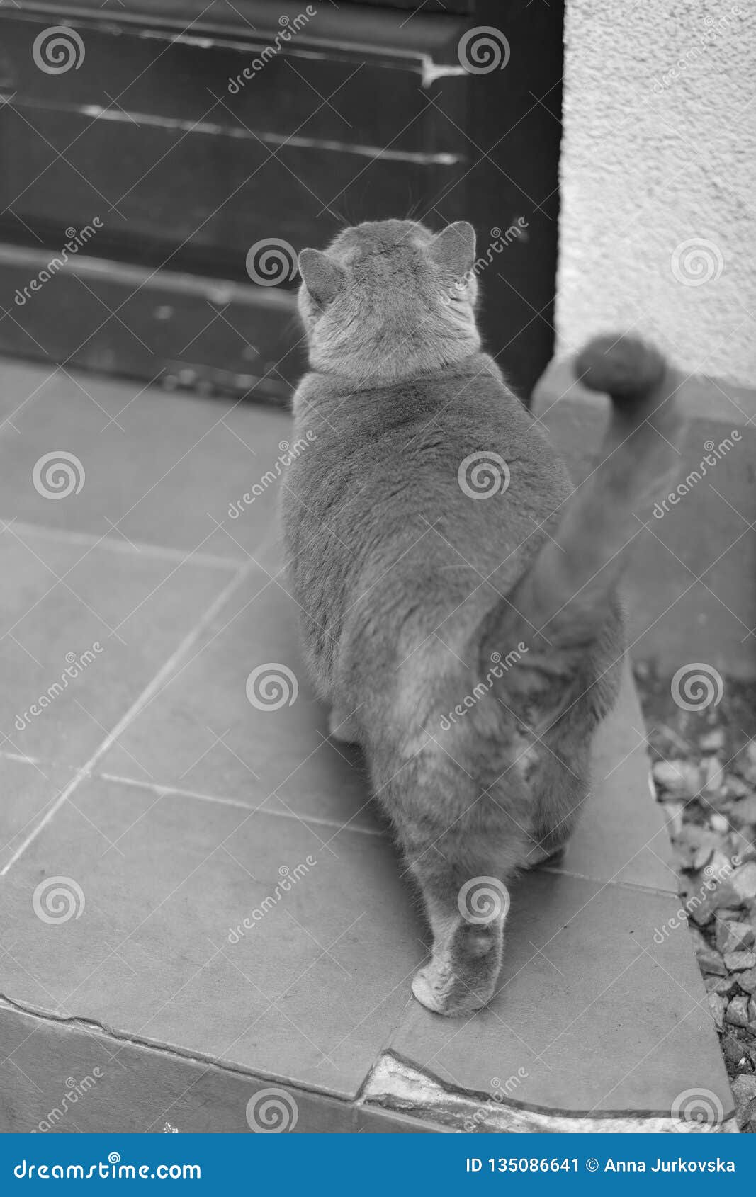 A Fat Cat of British Blue Breed Stock Image - Image of breed, blue ...