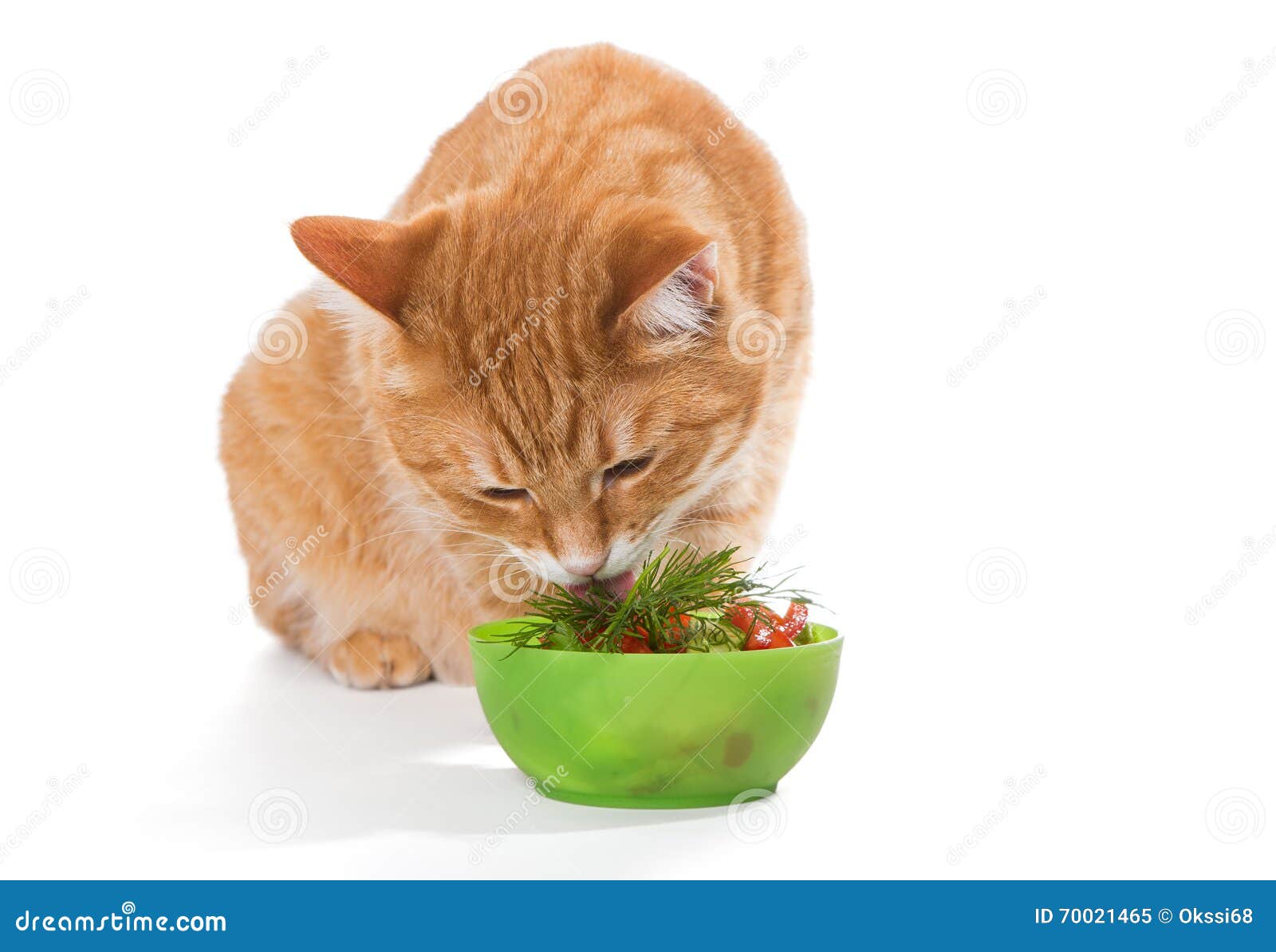 Fat cat and diet stock image. Image of vegetable, green - 70021465