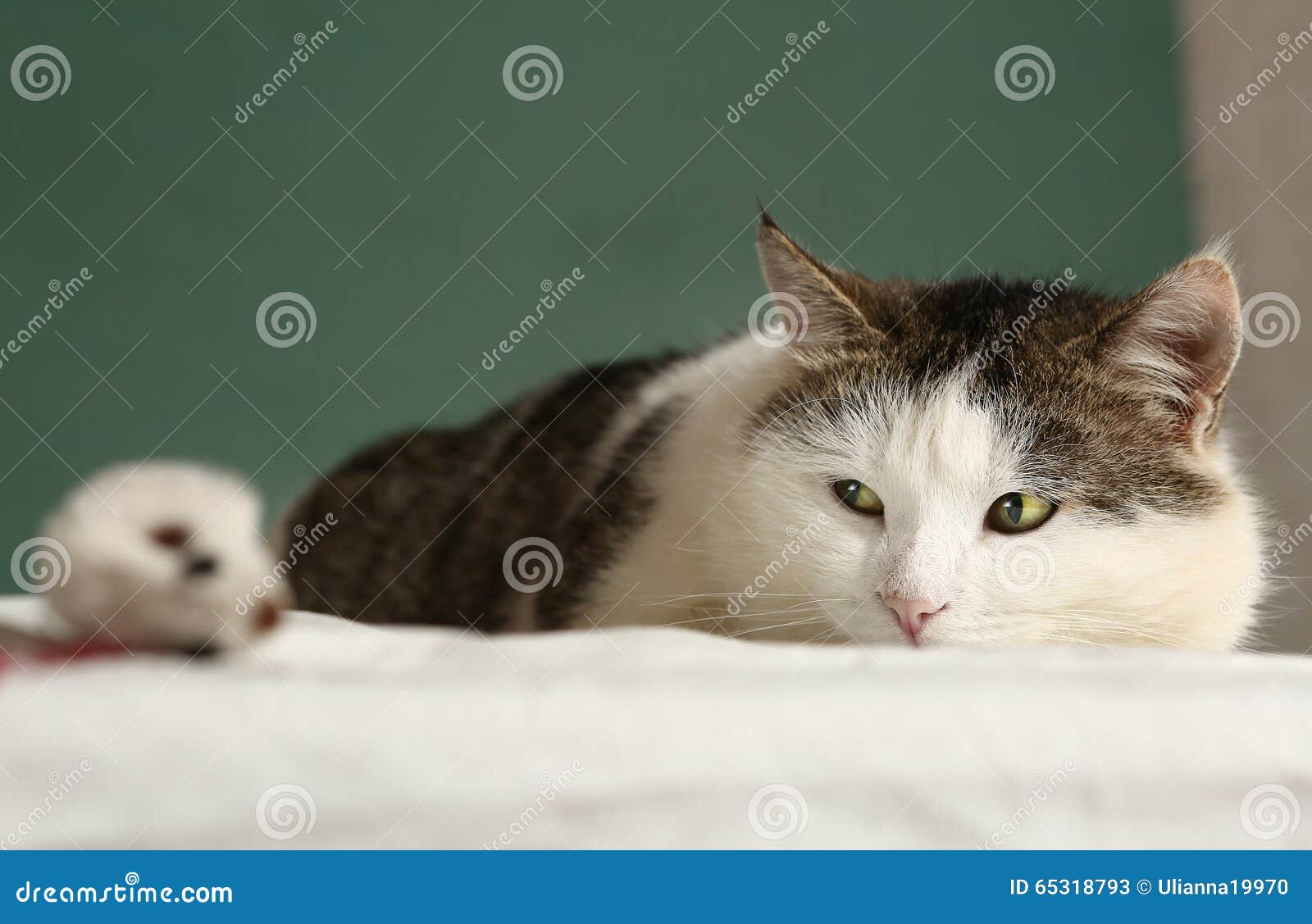 Siberian Mouse - Detailed Wildlife Illustration Royalty-Free Cartoon ...