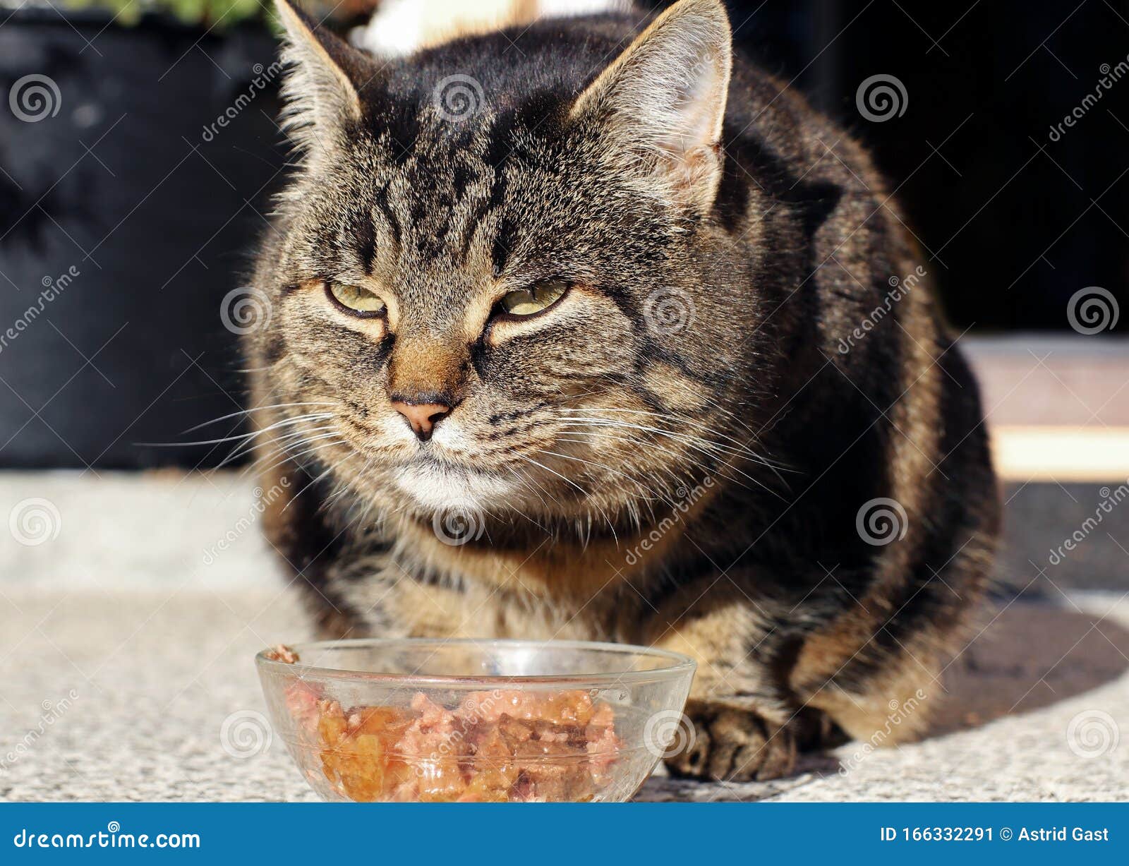 A Fat Cat Makes an Evil-happy Face while Eating Stock Image - Image of ...