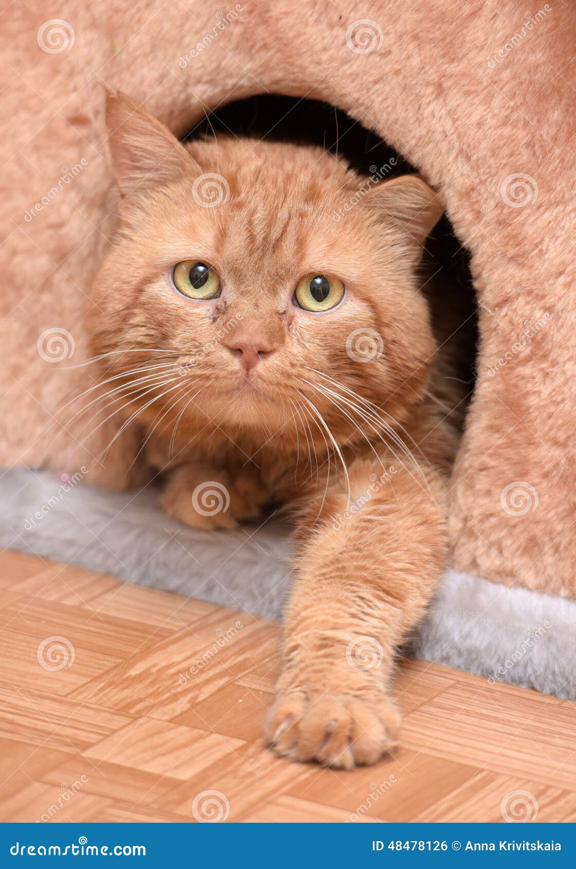 Fat-cat red cat stock photo. Image of black, funny, house - 48478126