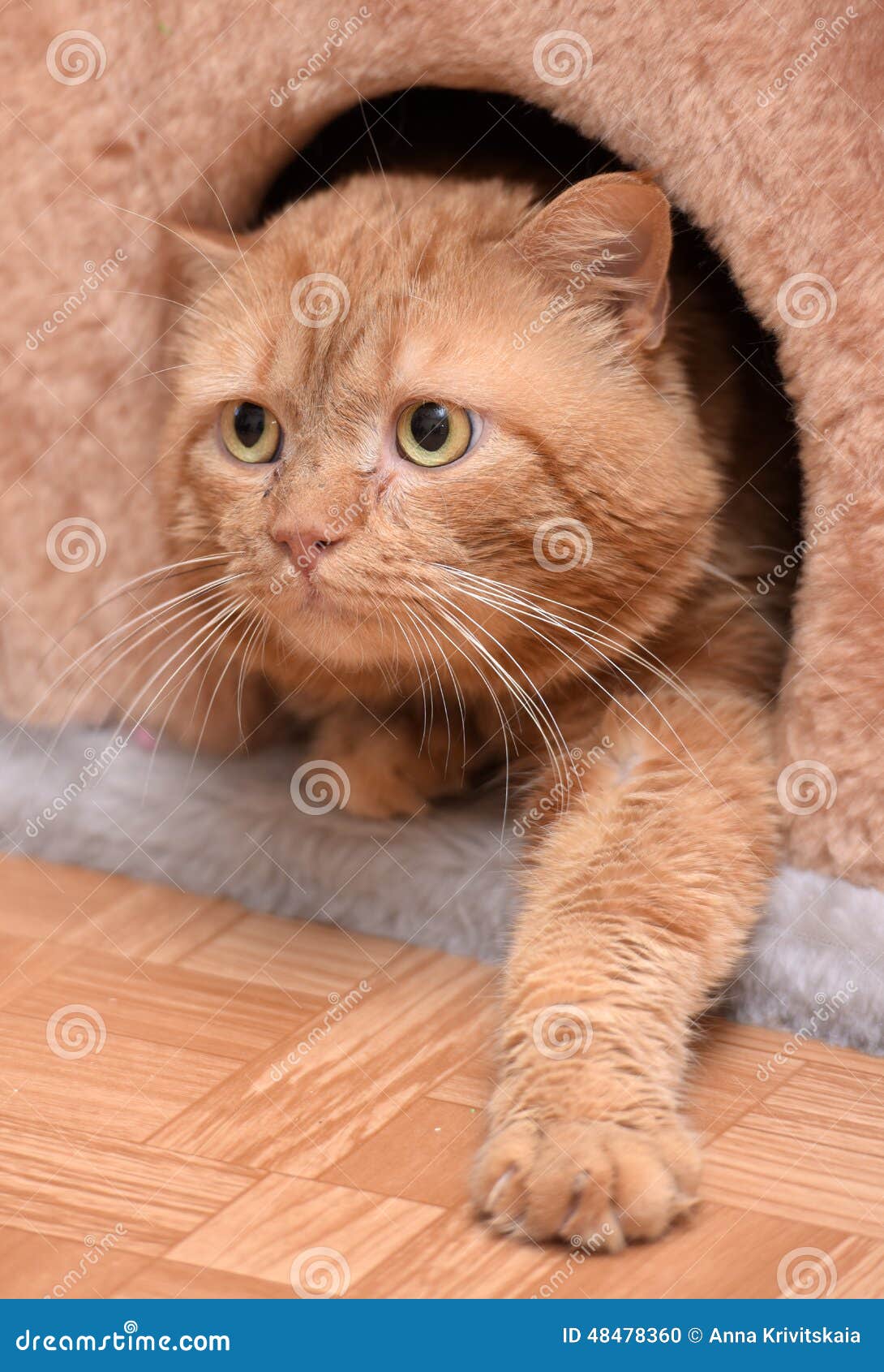 Fat-cat red cat stock photo. Image of cute, green, adorable - 48478360