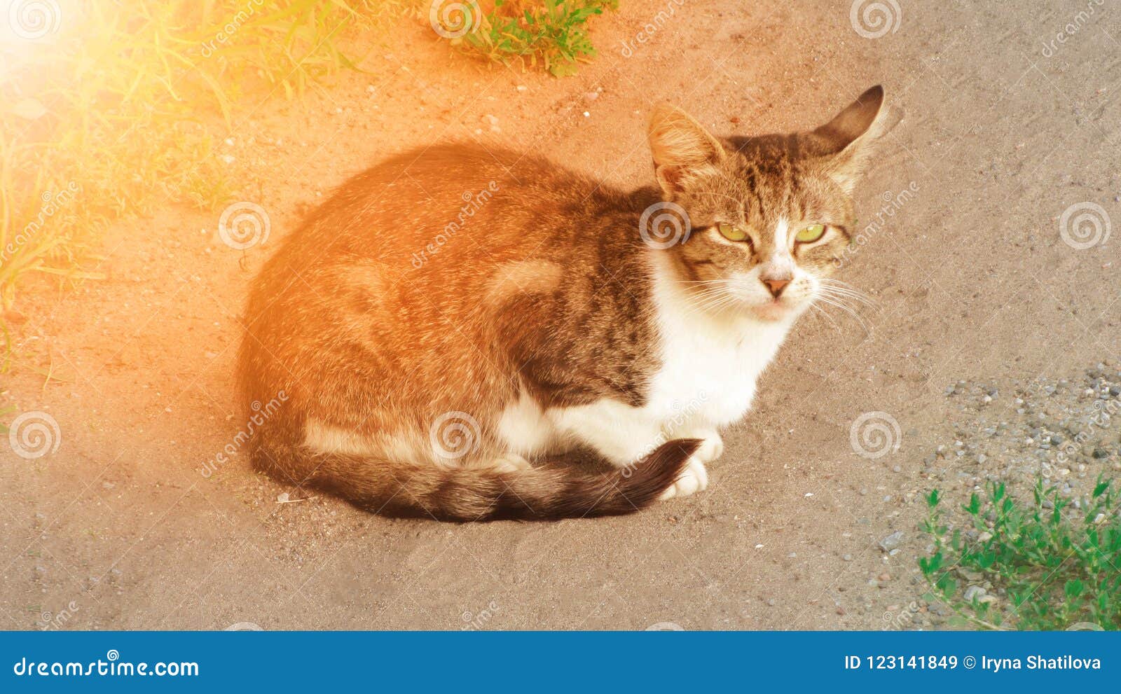 Fat Cat Sitting and Sleep Sunny Day. Stock Image - Image of natural ...