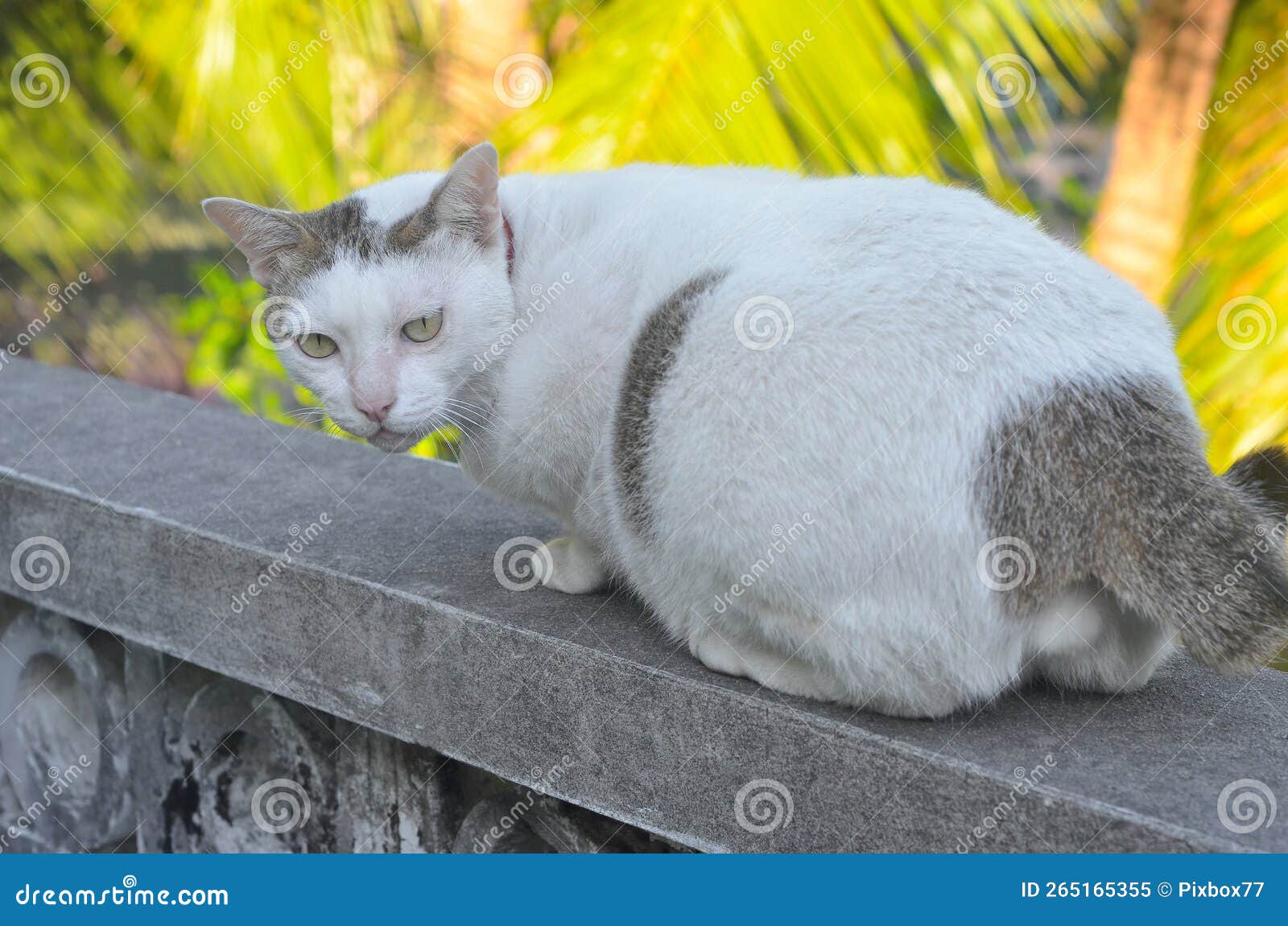 Portrait of Fat Cat Lay on Concrete Wall Stock Image - Image of curious ...