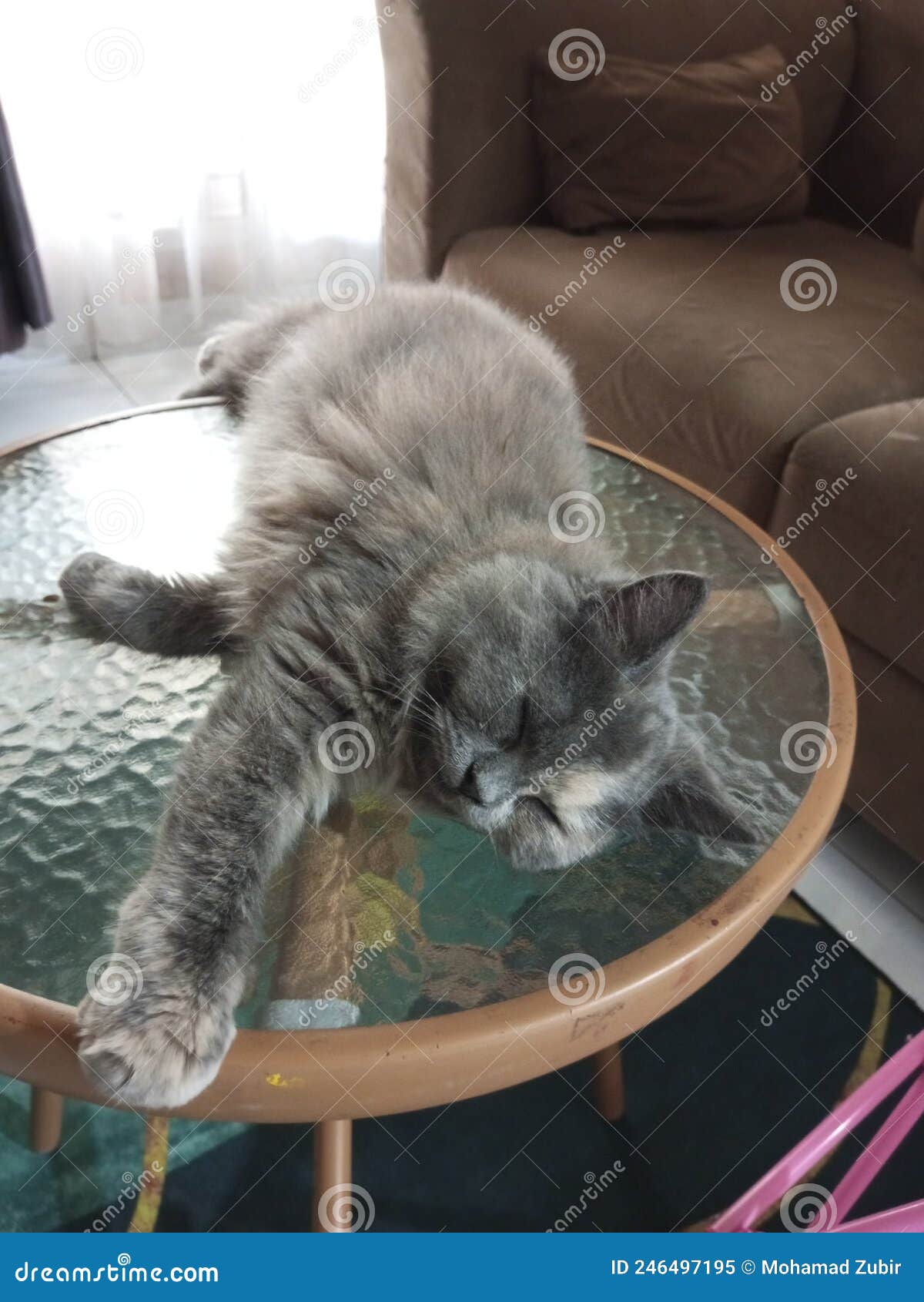 Fat Cat Sleeping on Glass Table Stock Image - Image of wildlife, glass ...