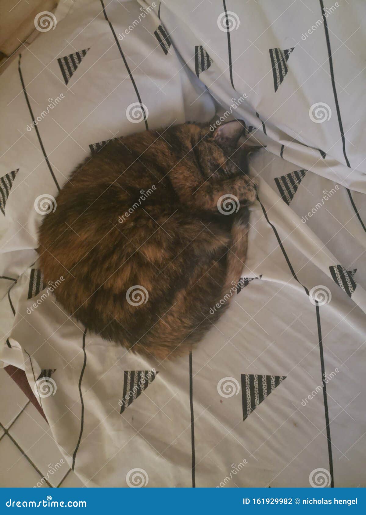 Fat Cat, sleeping stock photo. Image of sleeping, sleepongcat - 161929982