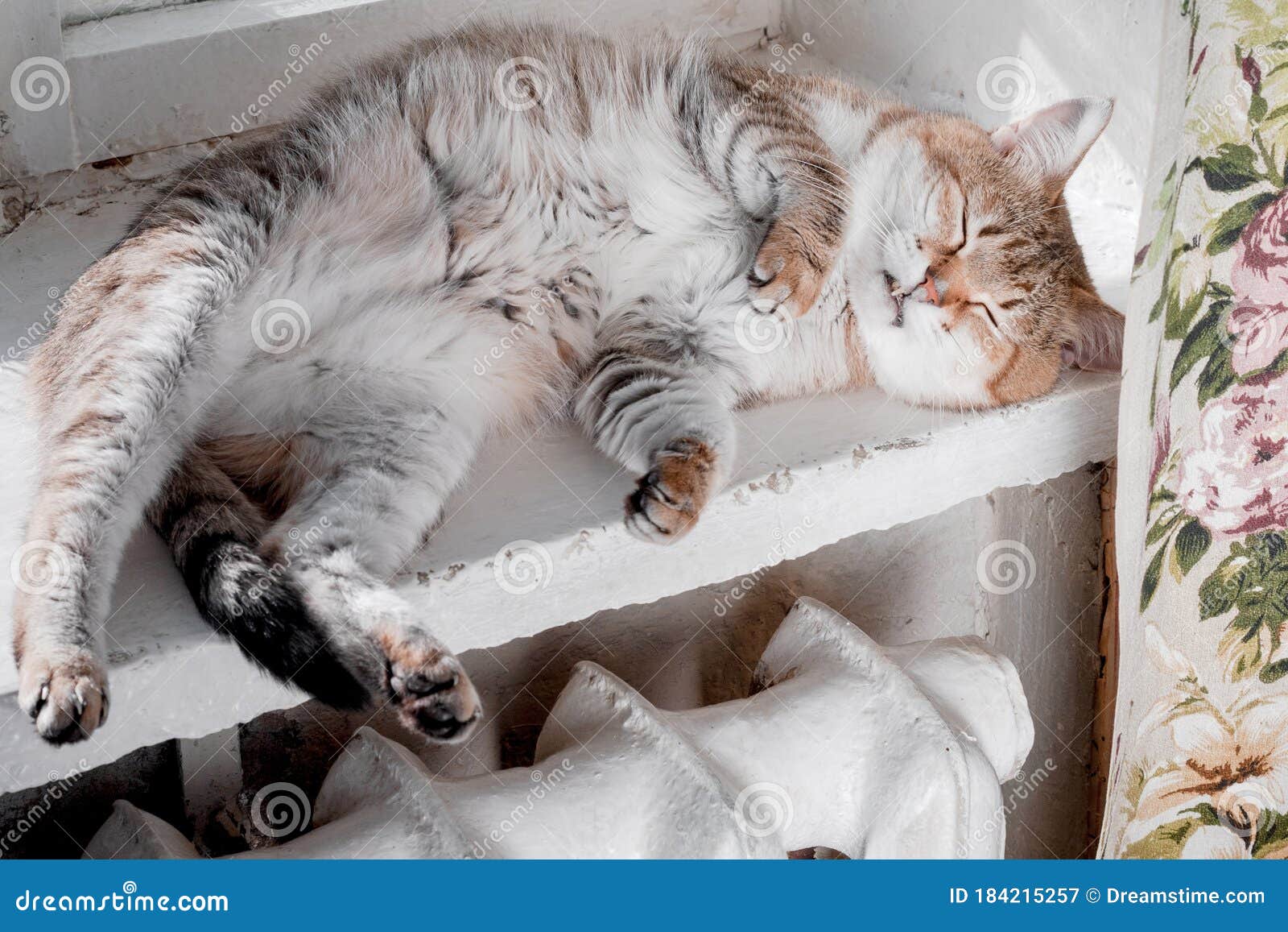 Sleeping lazy cat stock image. Image of slipping, tabby - 184215257