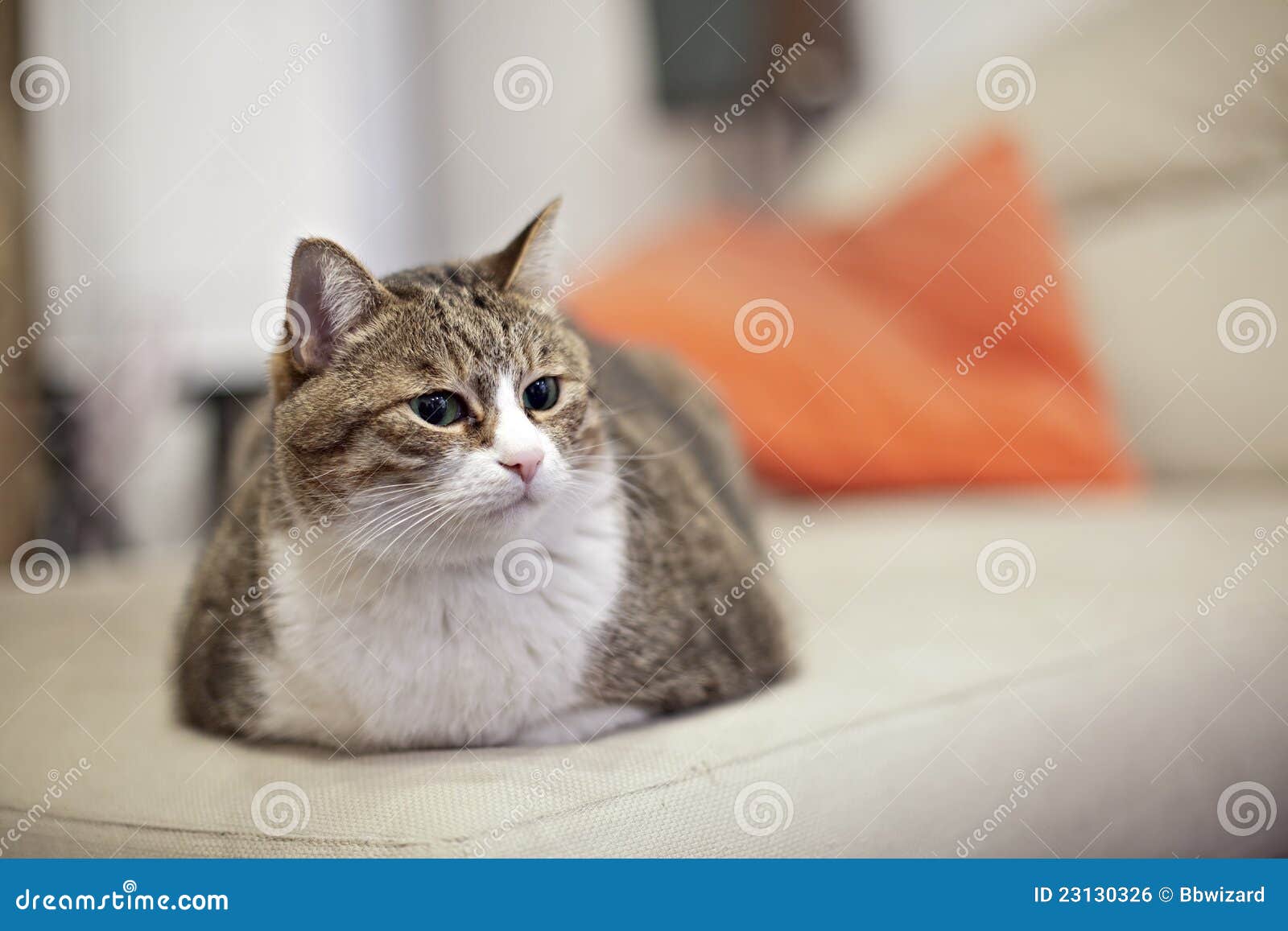 A fat cat on a sofa stock photo. Image of mammals, kitten - 23130326