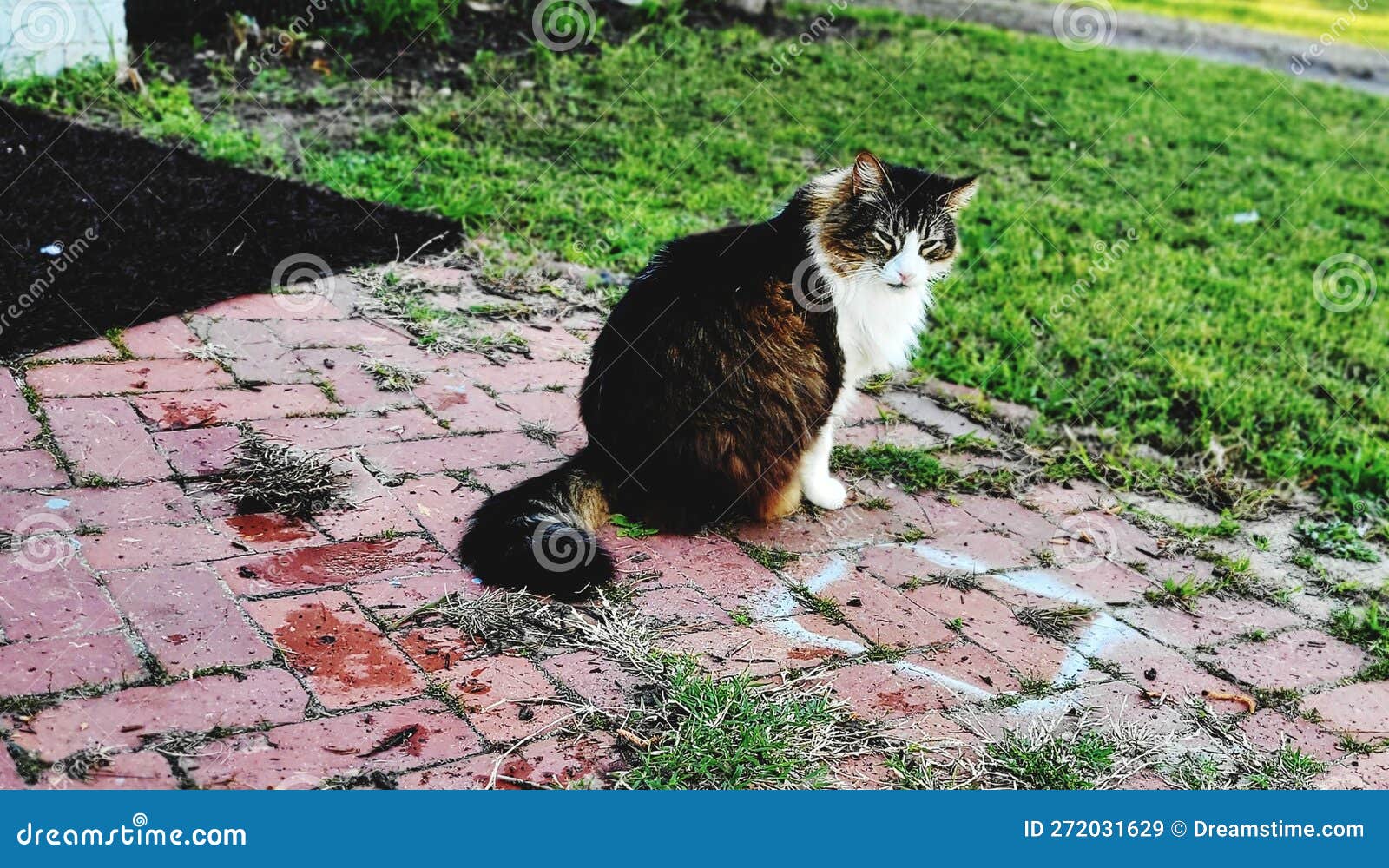 Fat Cat stock image. Image of deep, relaxed, animal - 272031629