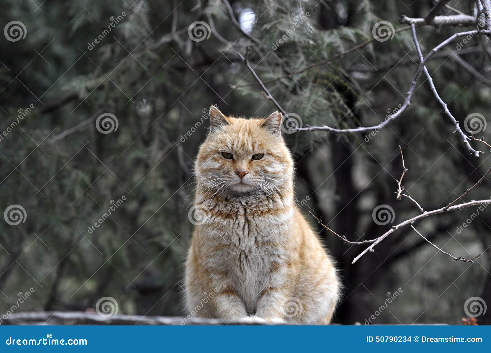 Fat cat stock photo. Image of china, beijing, chinesen - 50790234